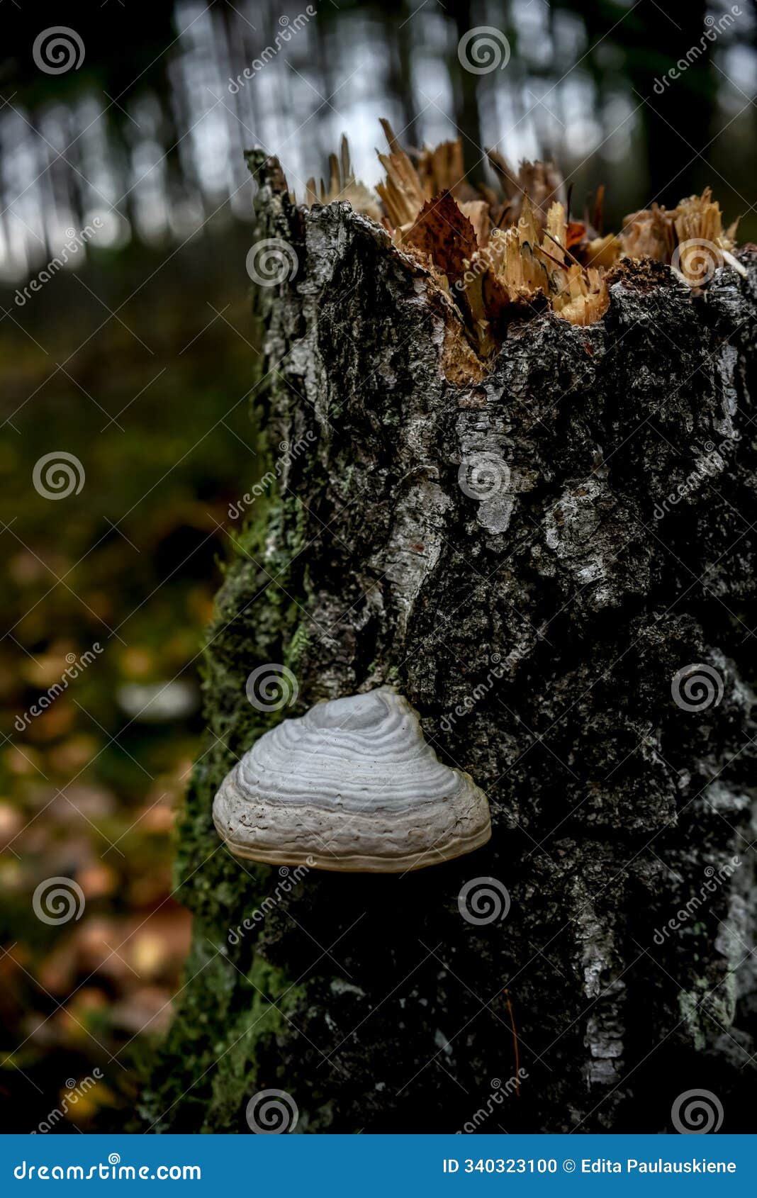 A Bracket Fungus Grows on the Side of a Weathered Tree Stump Stock ...