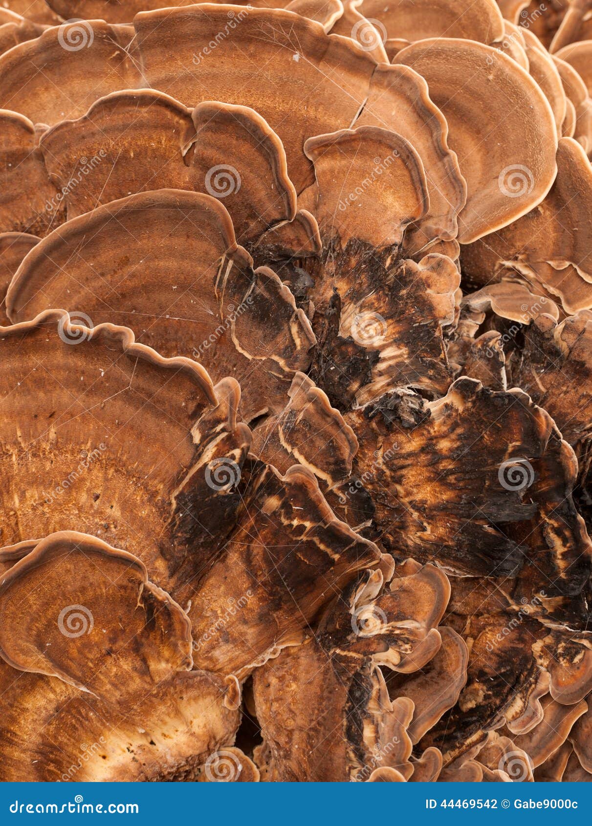 Bracket-fungus Mushrooms Background Stock Photo - Image of background ...
