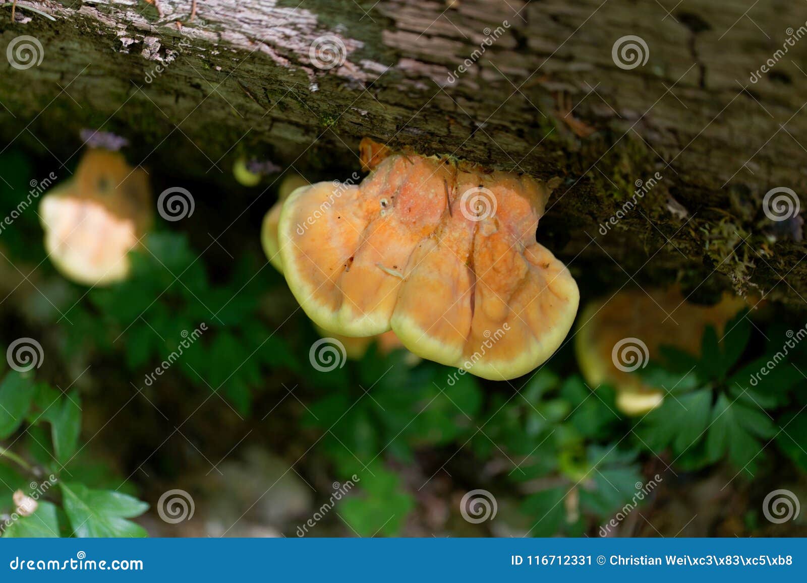 The Bracket Fungus Sulphur Polypore Laetiporus Sulphureus Stock Image