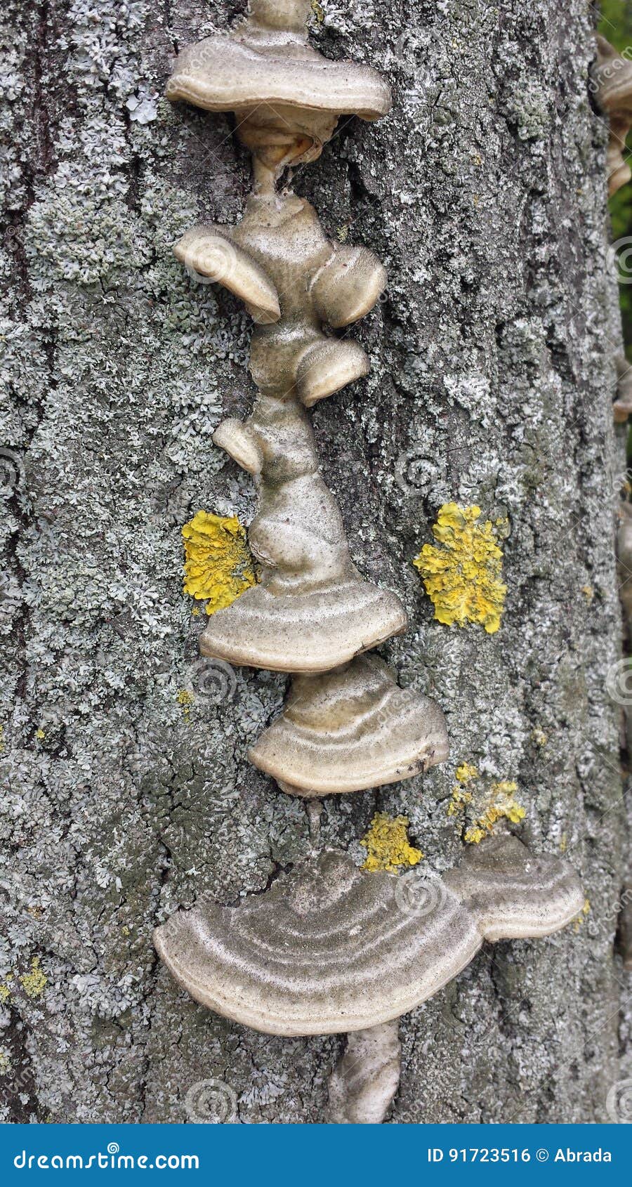 Bracket fungus stock photo. Image of polypore, pest, disease - 91723516