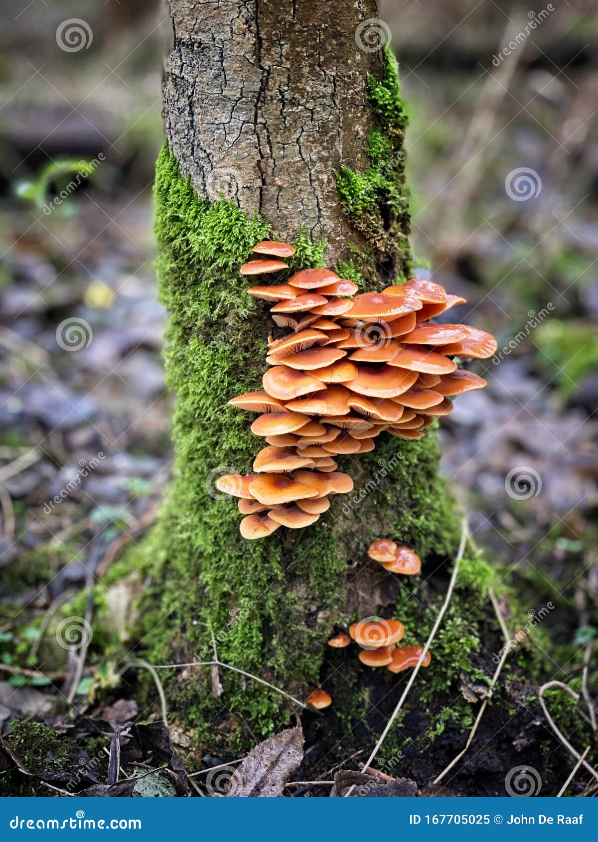 Bracket fungus on a tree stock image. Image of brown - 167705025