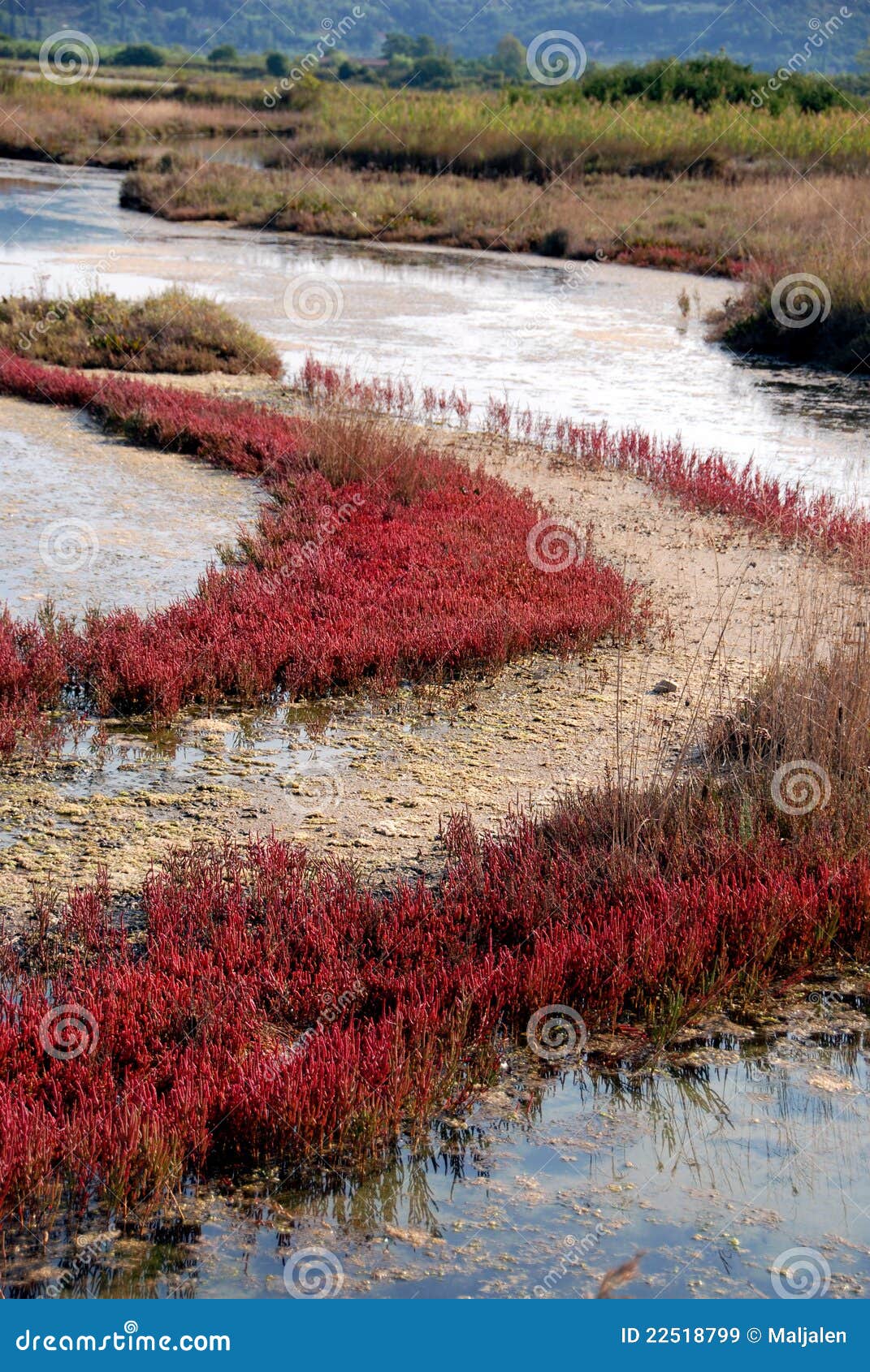 Brackish Marsh in Autumn Colors Stock Image - Image of environment ...