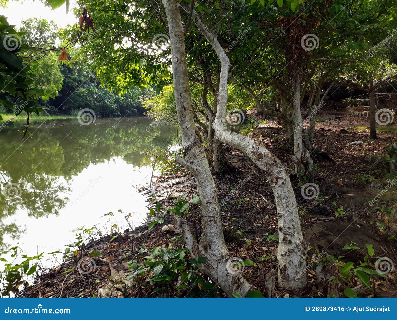 Brackish Water Rivers Where River Water Flows into the Sea Stock Photo ...