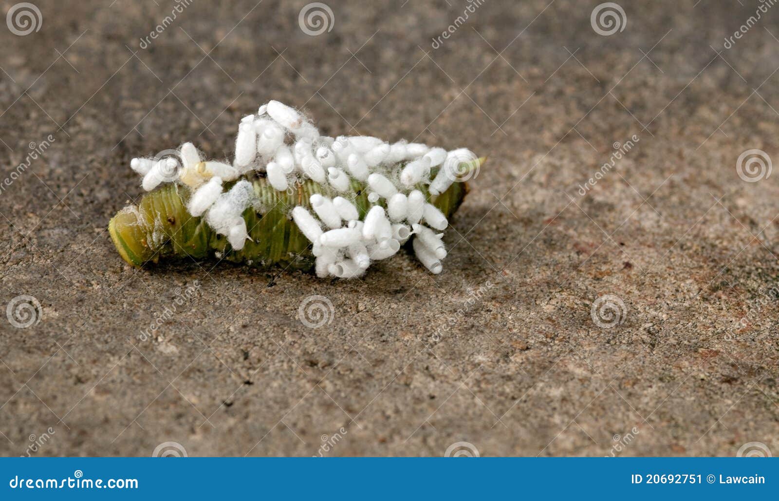 Braconid Wasp on Tomato Hornworm Stock Image - Image of cocoons, hatch ...
