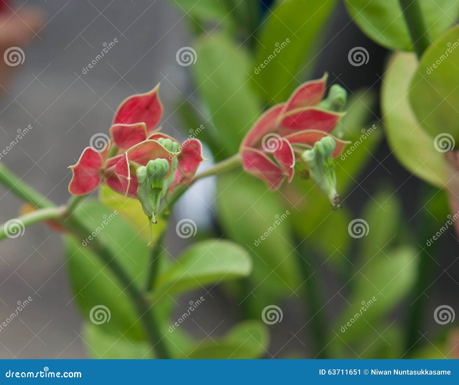 Bracteatus del Pedilanthus imagen de archivo. Imagen de pétalo - 63711651