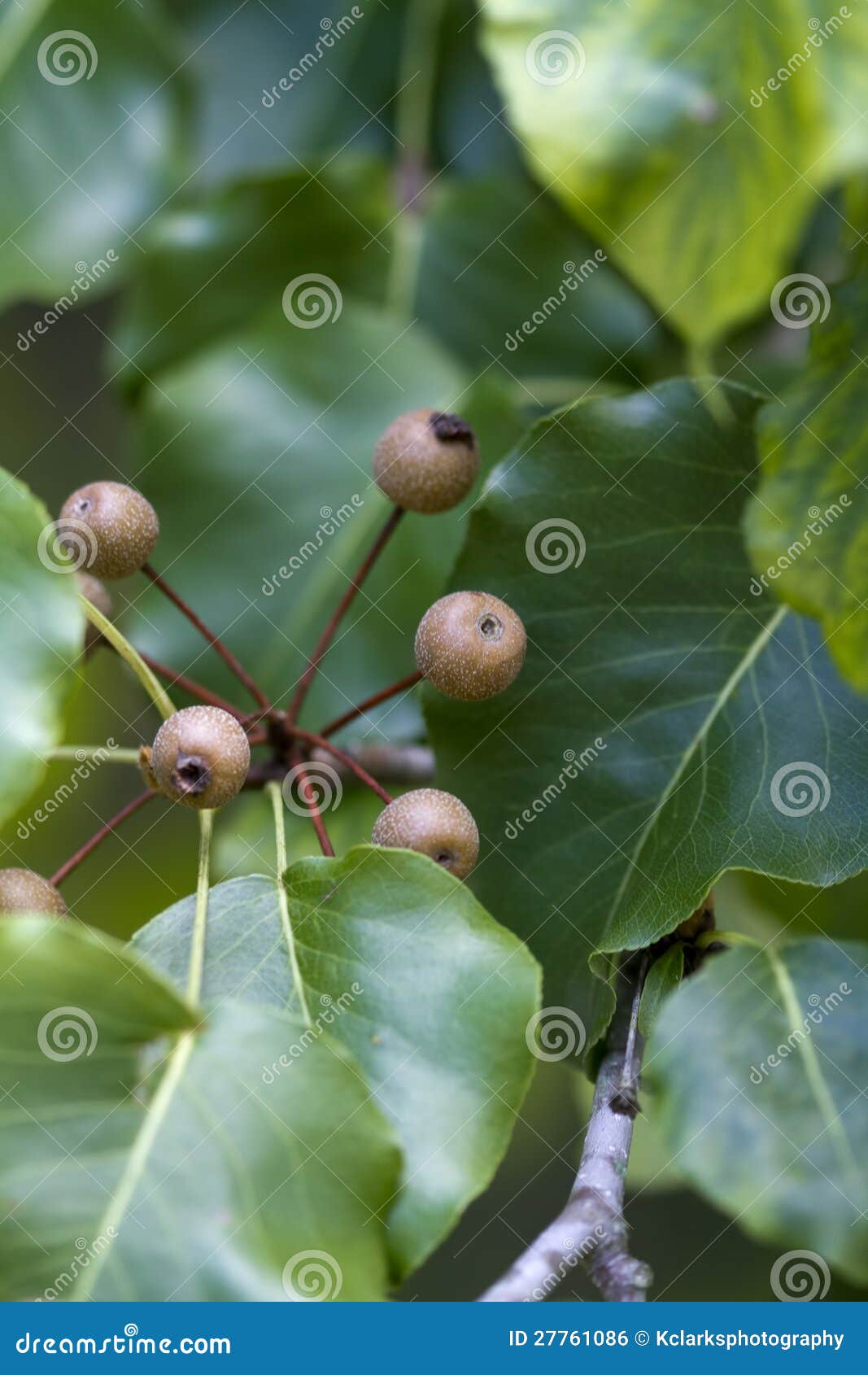 Bradford Pear Fruit - Pyrus Calleryana Stock Photo - Image of pyrus ...