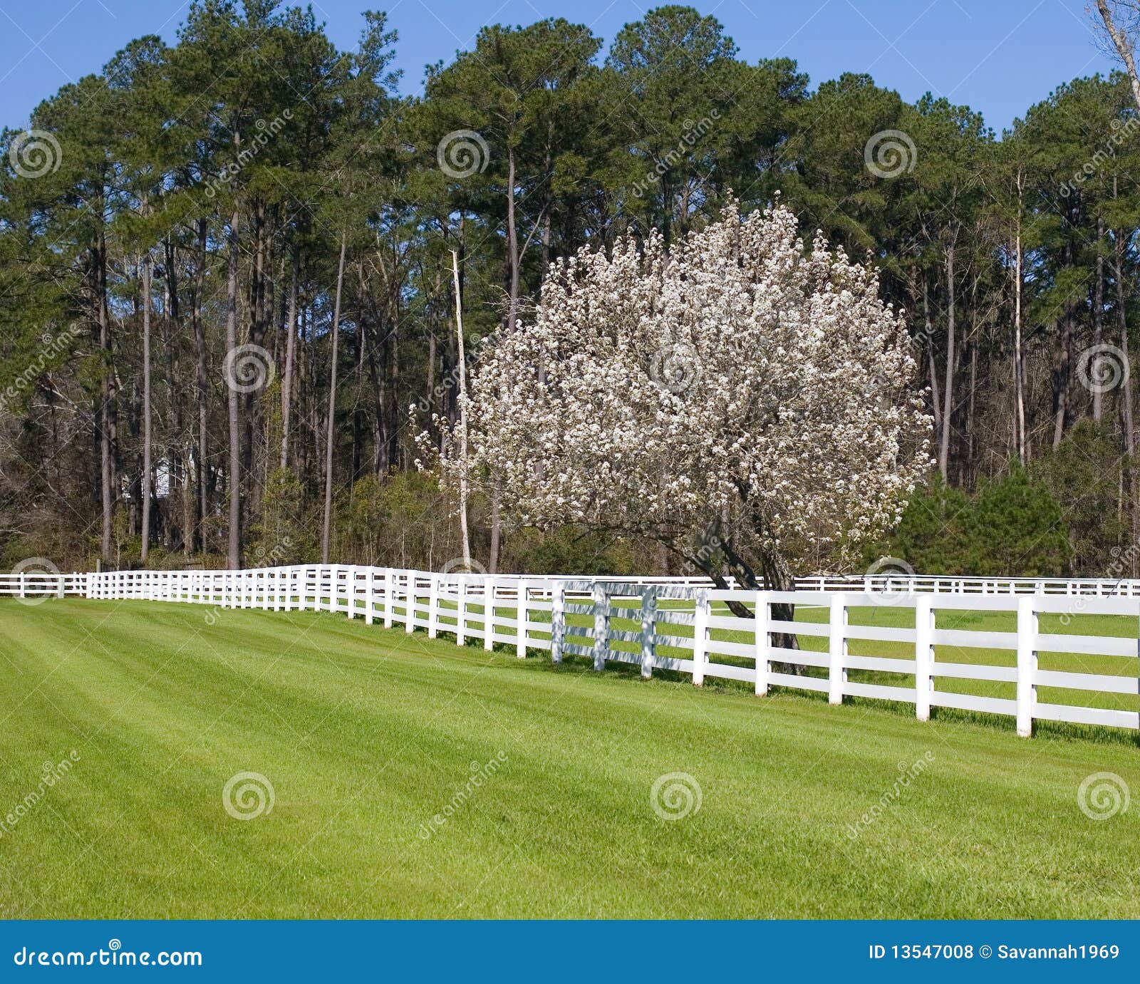 Bradford Pear Tree Blooming Stock Photo - Image of blooming, landscape ...
