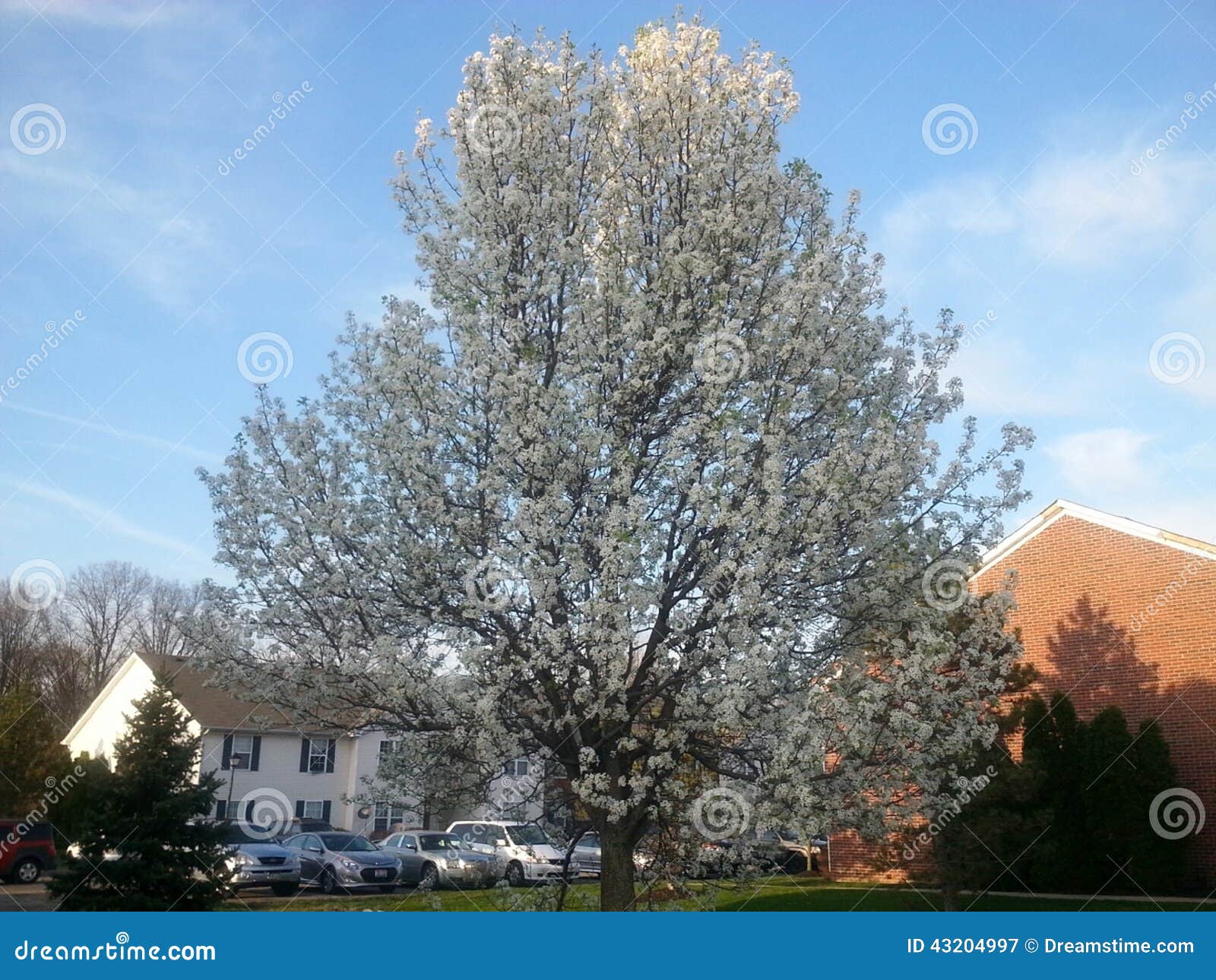 Bradford Pear Tree stock image. Image of pear, skies - 43204997