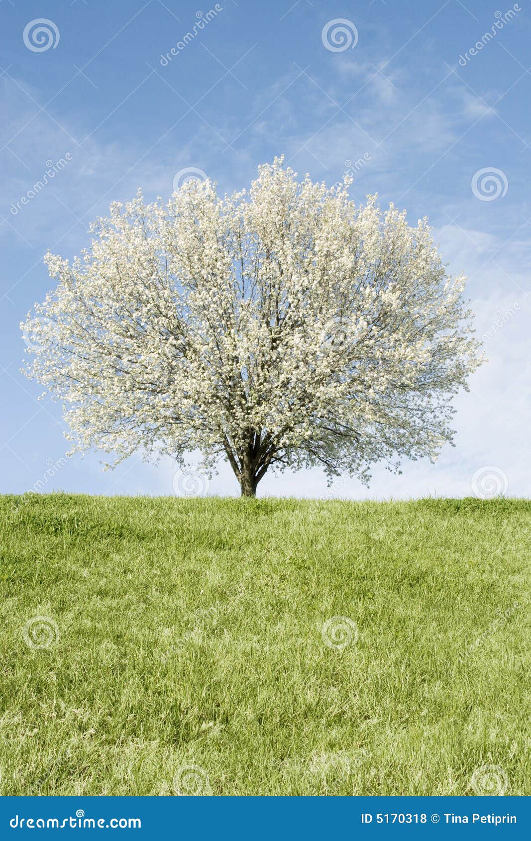 Bradford Pear Tree in Full Bloom Stock Photo - Image of lifestyles ...