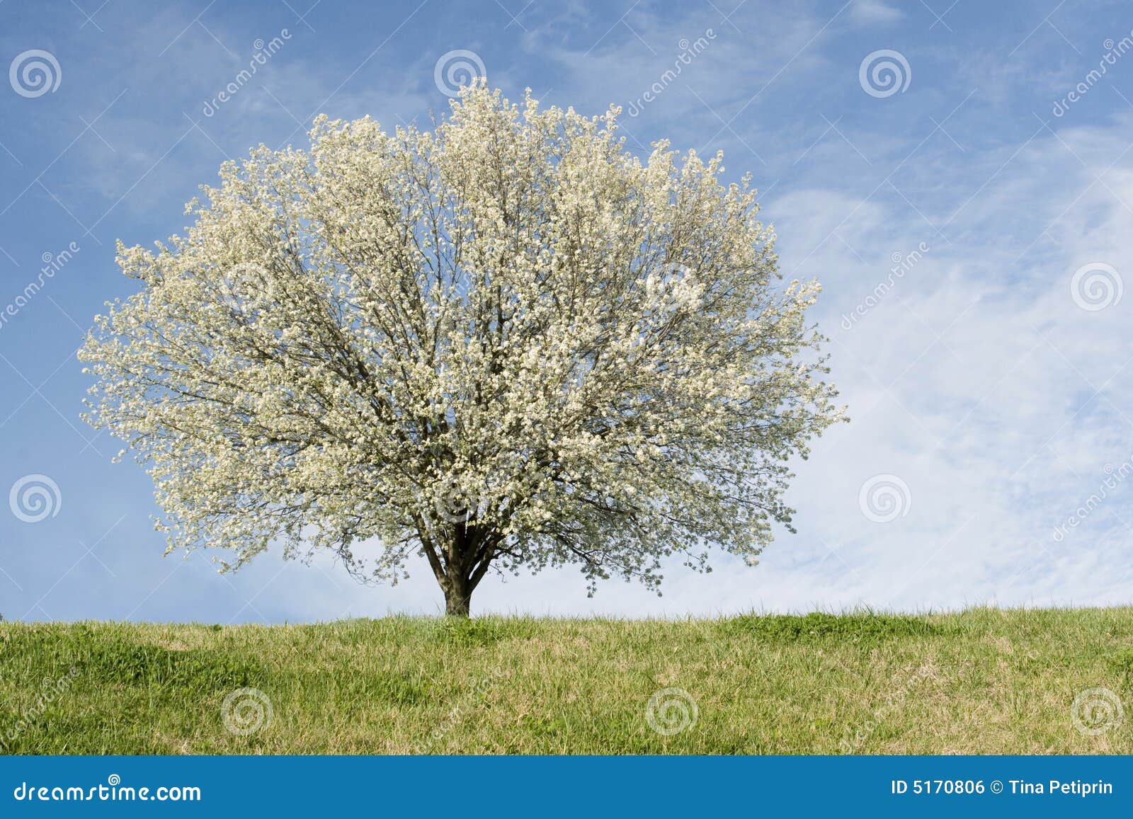 Bradford Pear Tree Royalty-Free Stock Photography | CartoonDealer.com ...