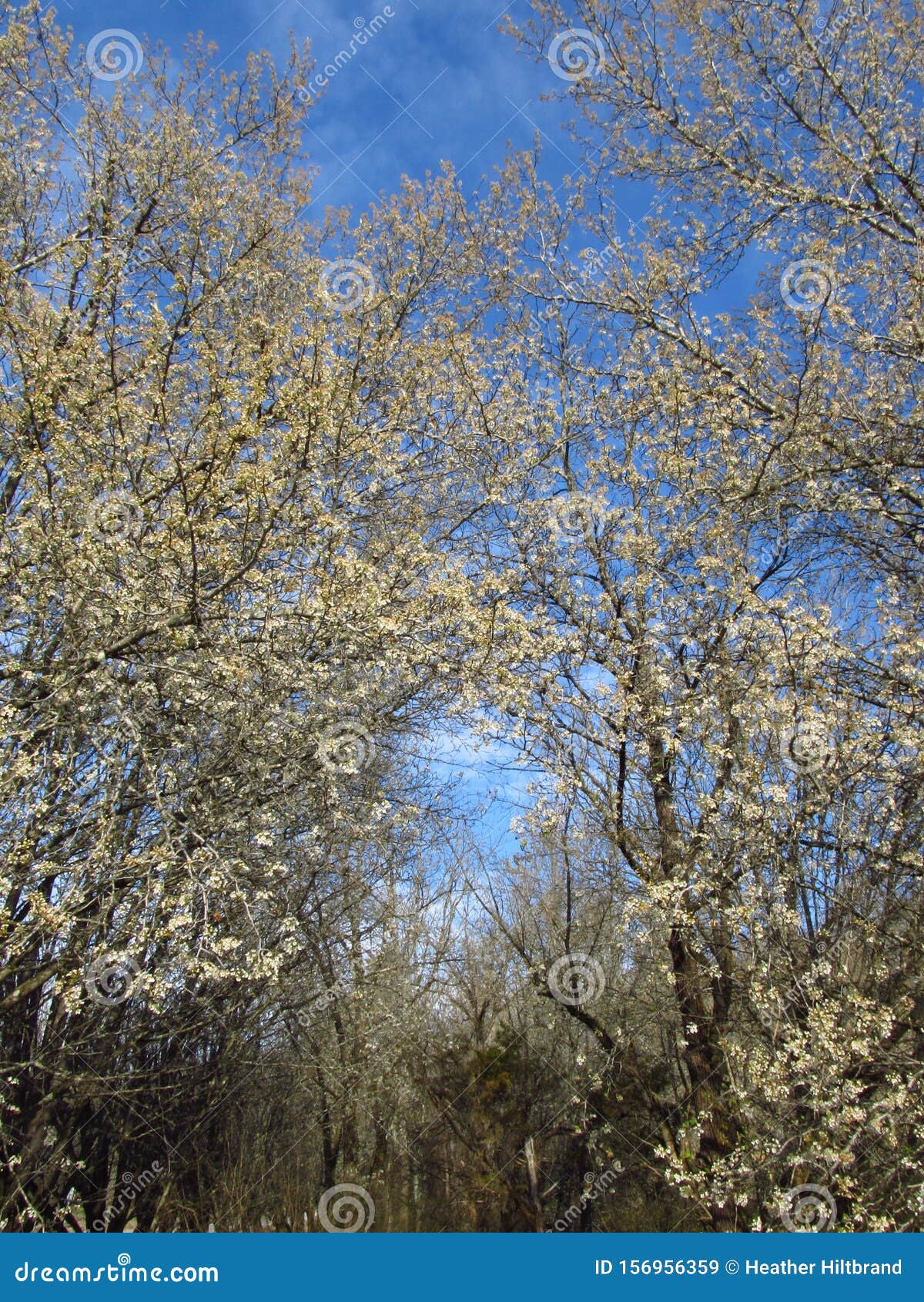 Bradford Pear Trees in Spring6 Stock Image - Image of nature, seasonal ...