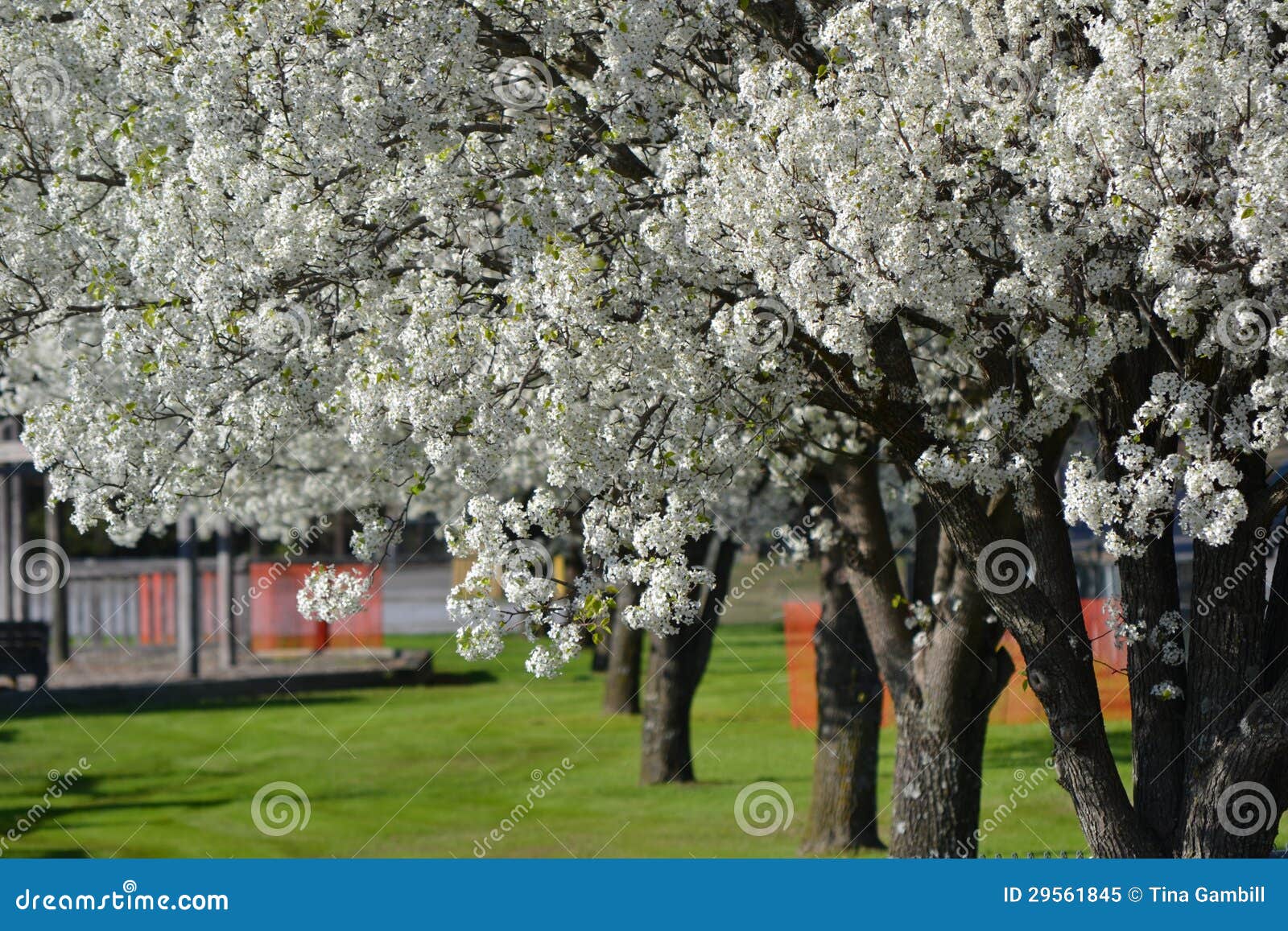 Bradford pear trees stock image. Image of green, blooms - 29561845