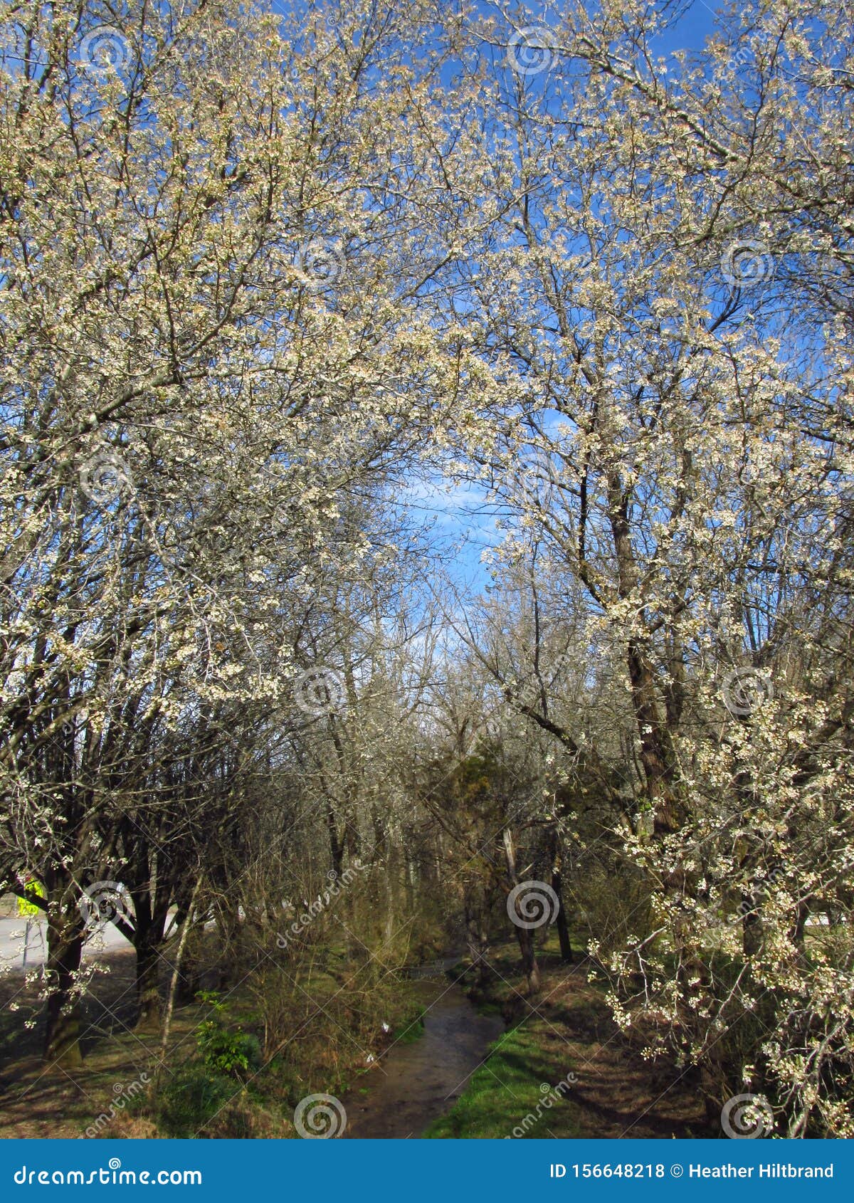 Bradford Pear Trees Along a Creek3 Stock Photo - Image of nature ...