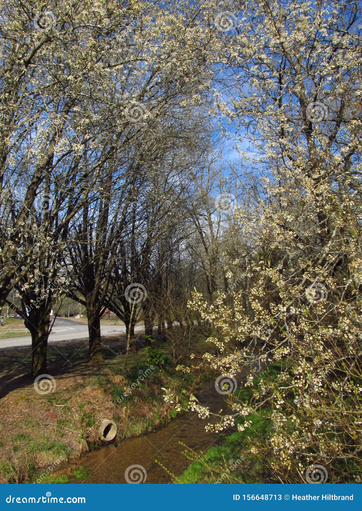 Bradford Pear Trees Along a Creek Stock Image - Image of tennessee ...
