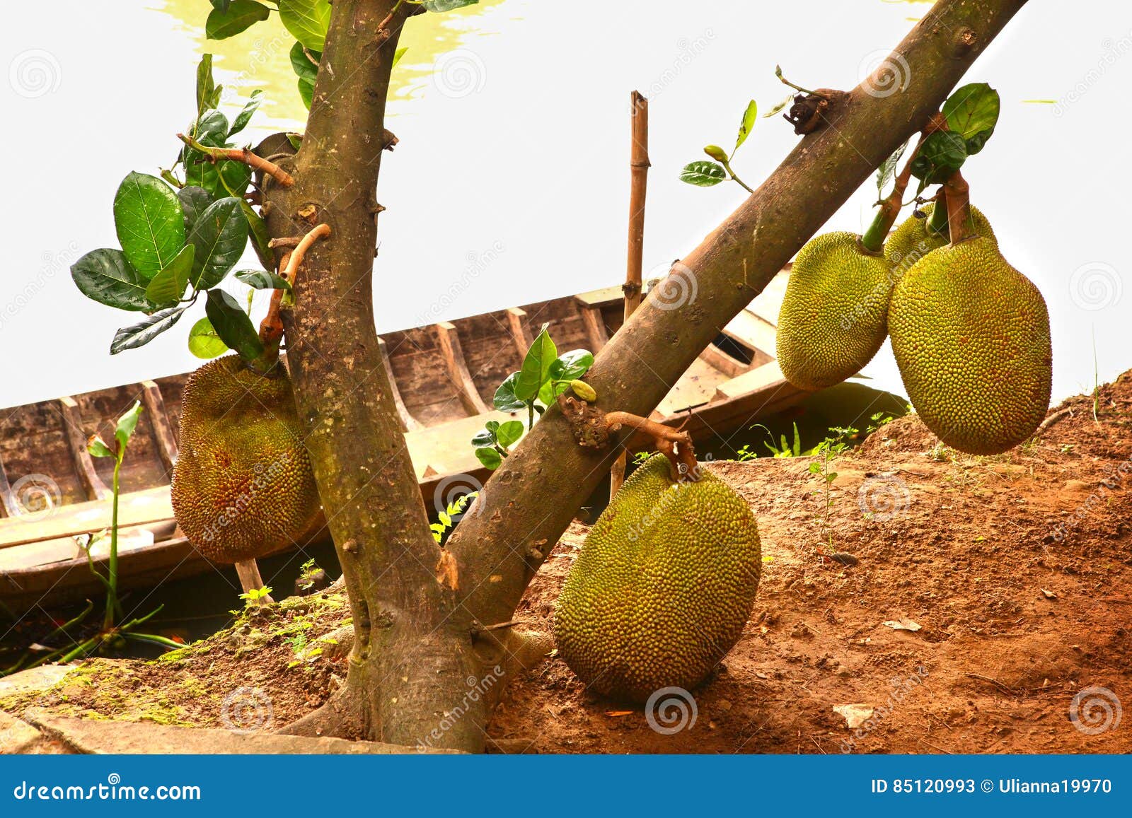 Bradfruit on tree stock image. Image of healthy, island - 85120993