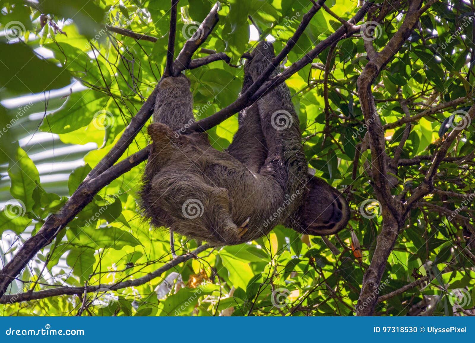 Bradipo Felice Che Appende in Un Albero Fotografia Stock - Immagine di ...