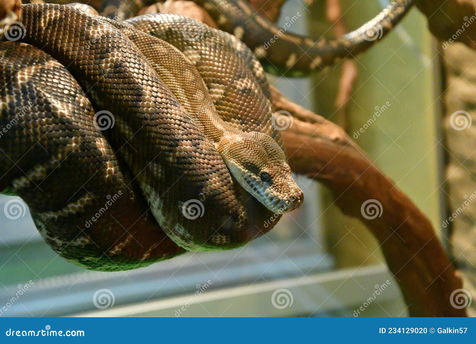Bradley Rhombic Python Latin. Morelia Bredli Stock Photo - Image of ...