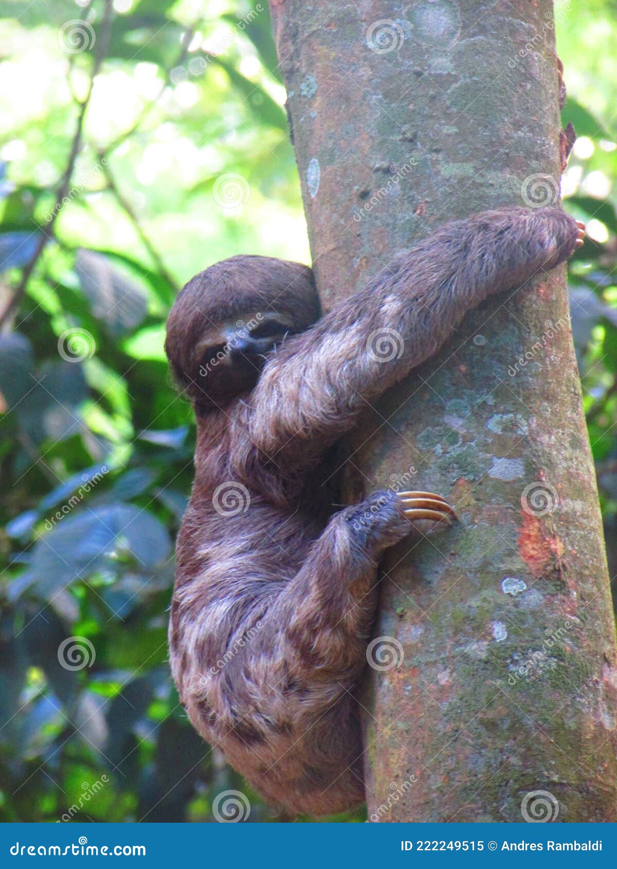 Bradypus Tridactylus Pucallpa Amazonas Peru Image stock - Image du ...