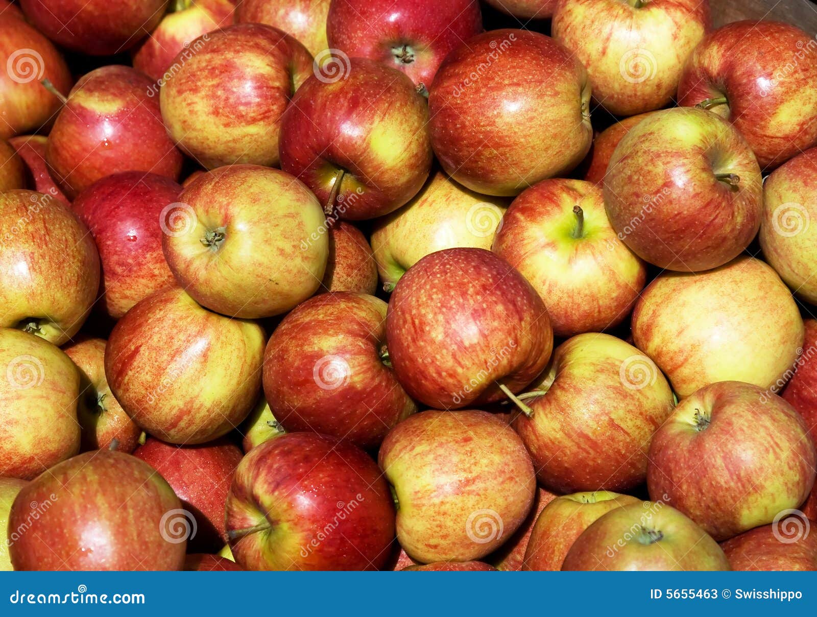 Braeburn Apples stock image. Image of drip, juice, natural - 5655463