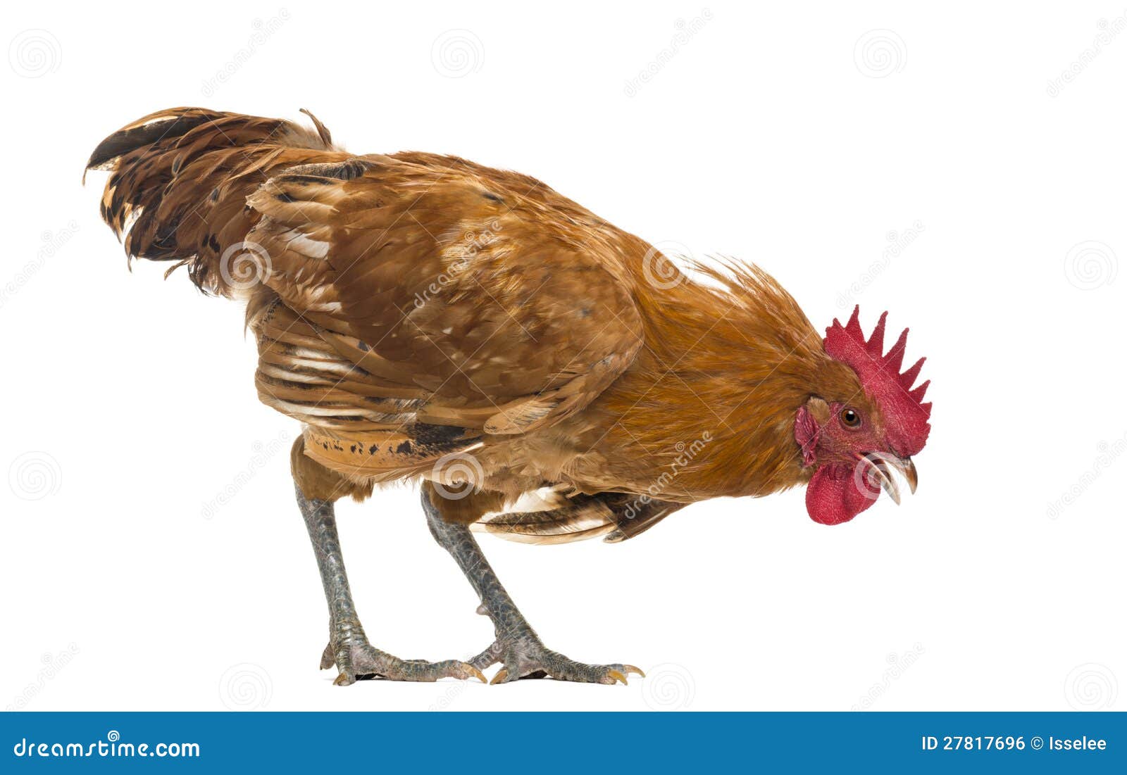 Braekel, 5 Months Old, Standing Stock Photo - Image of full, chicken ...