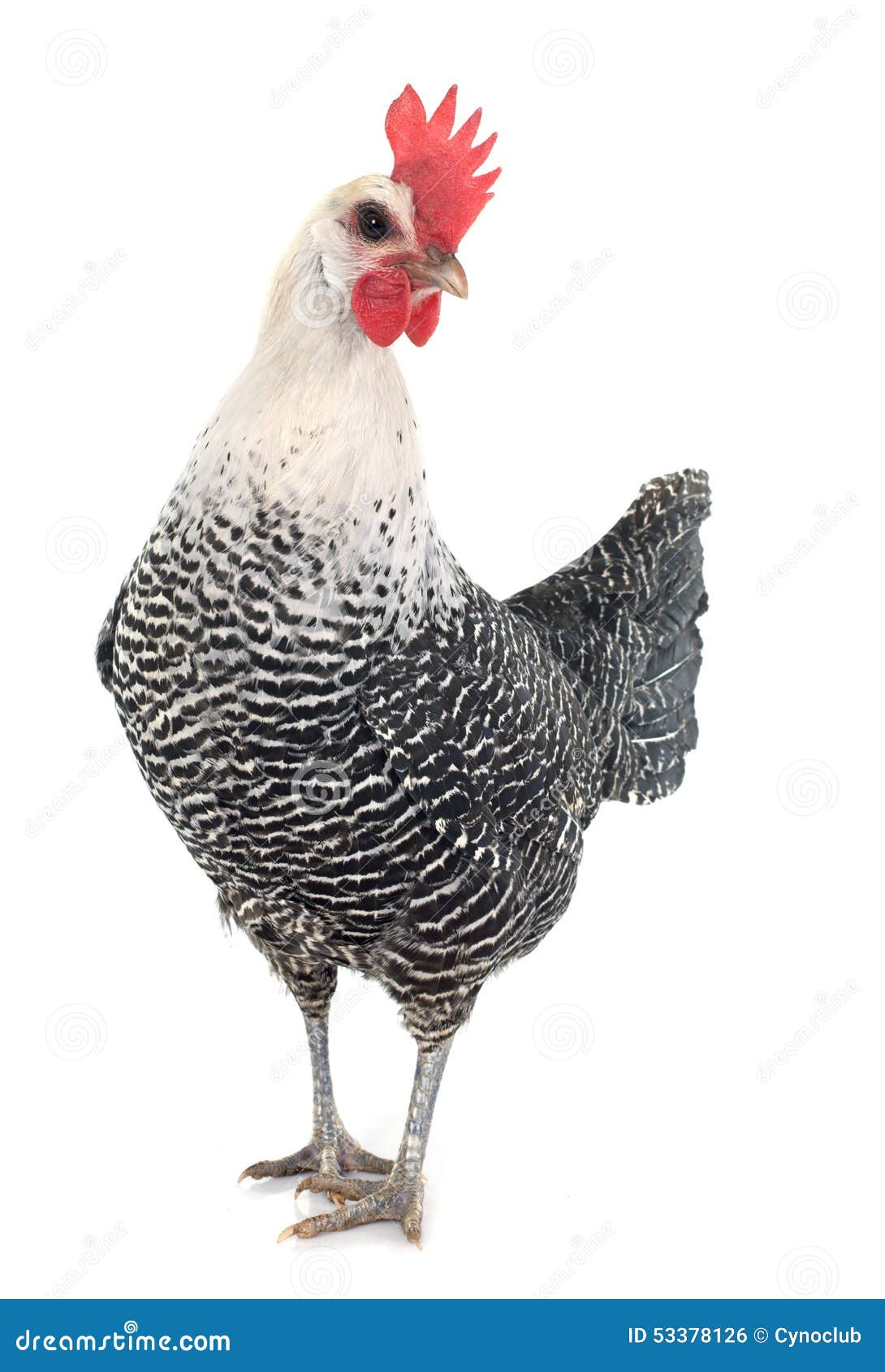 Braekel Photos - Free & Royalty-Free Stock Photos from Dreamstime