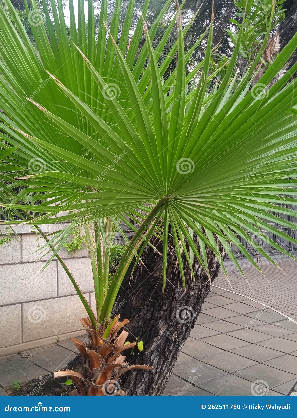 Brahea is a Palm Type Plant with Wide Leaves and Stock Photo - Image of ...