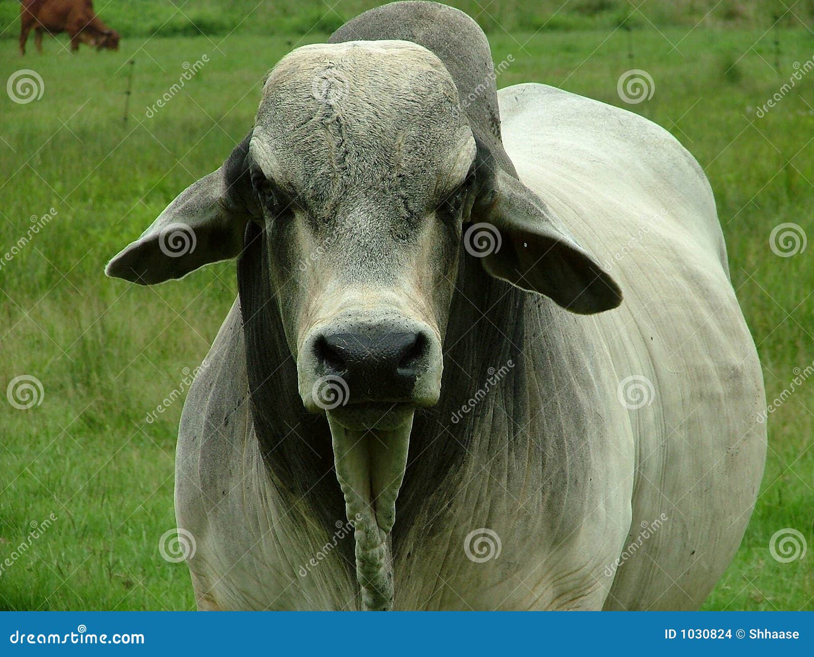 Brahma Bull stock photo. Image of grey, head, herd, farm - 1030824