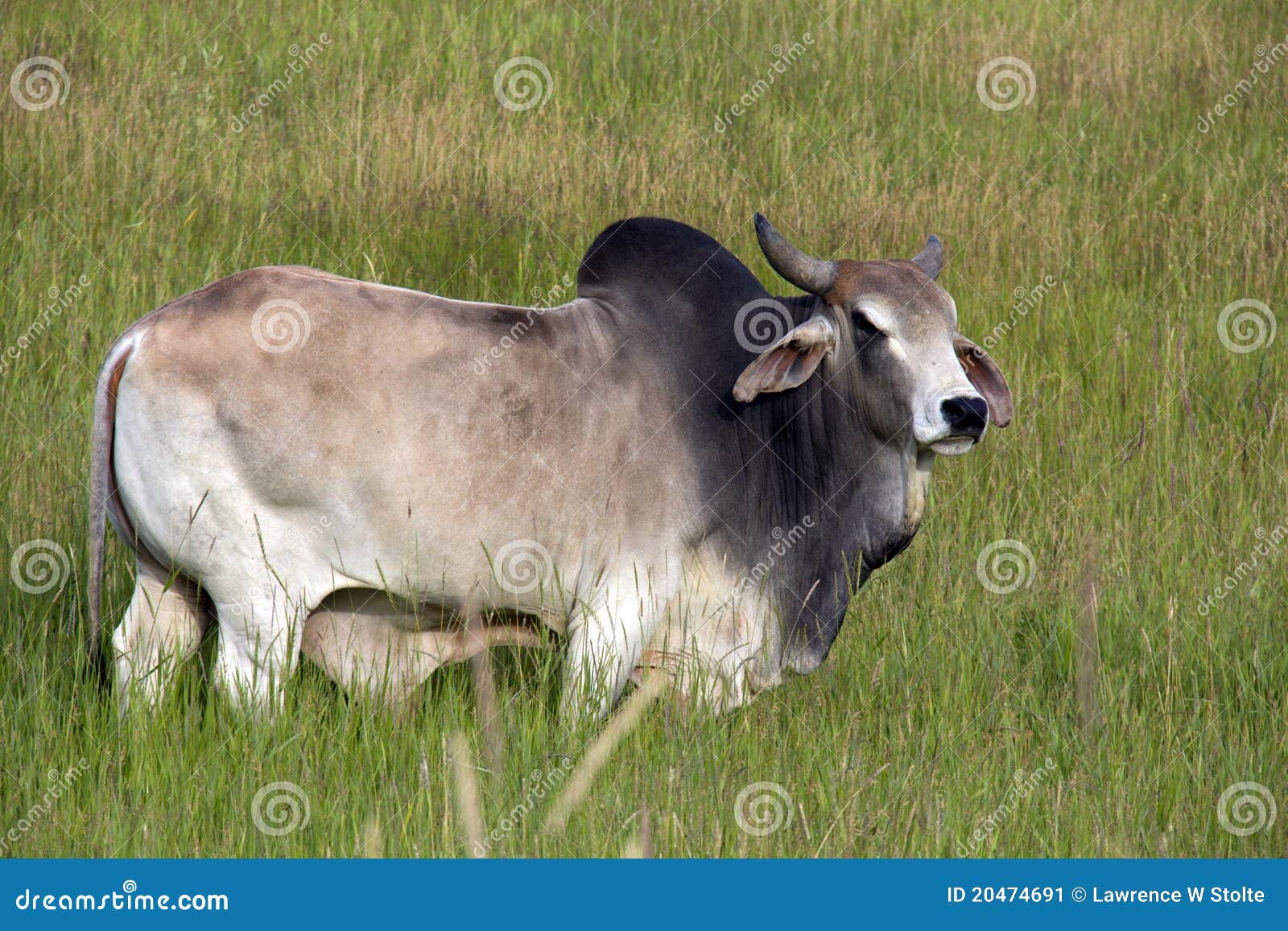Brahma Bull stock image. Image of farming, ranching, bull - 20474691