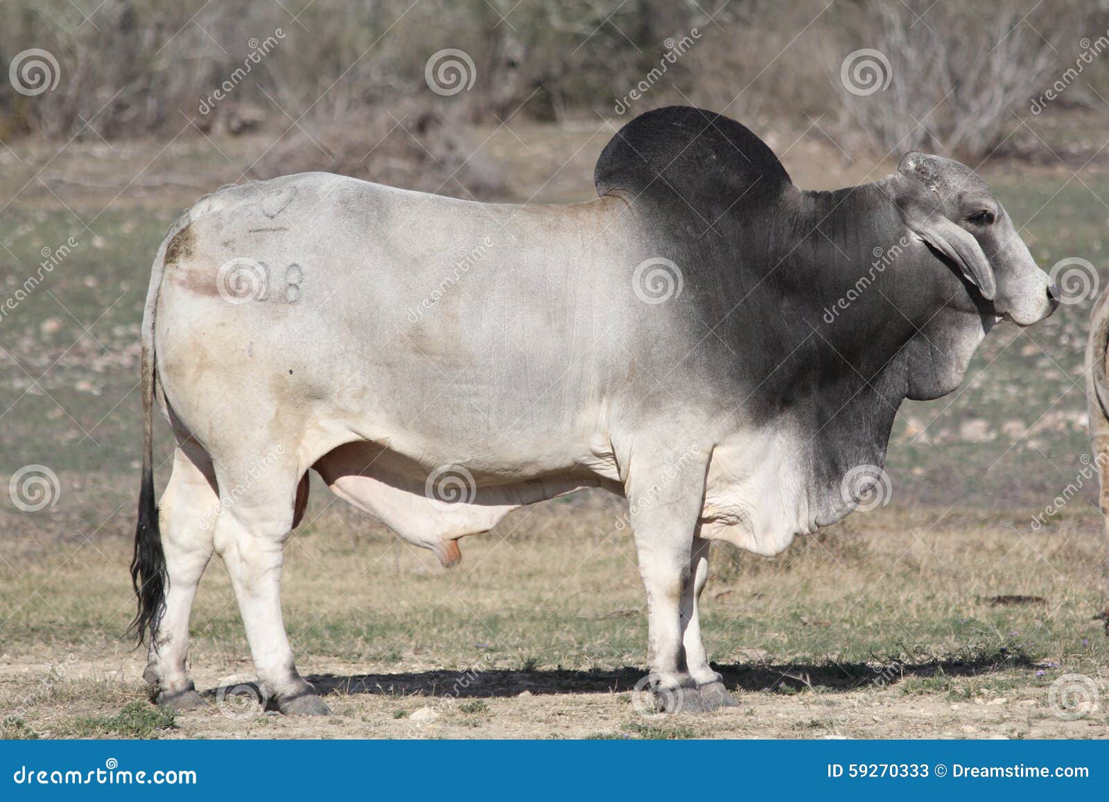 Brahma Bull stock image. Image of farm, lighting, animal - 59270333