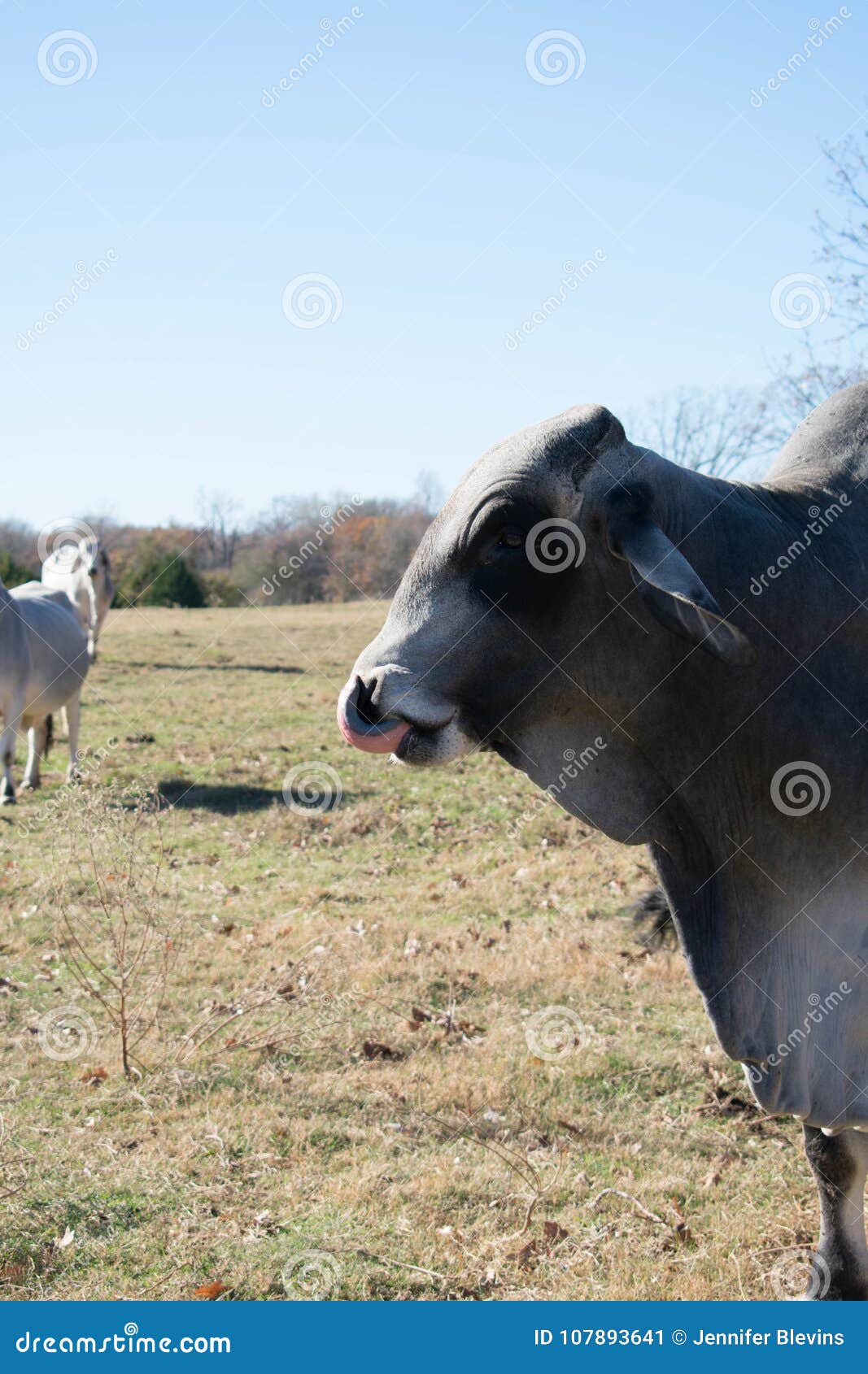 Brahma Bull Close Up stock image. Image of grass, farming - 107893641