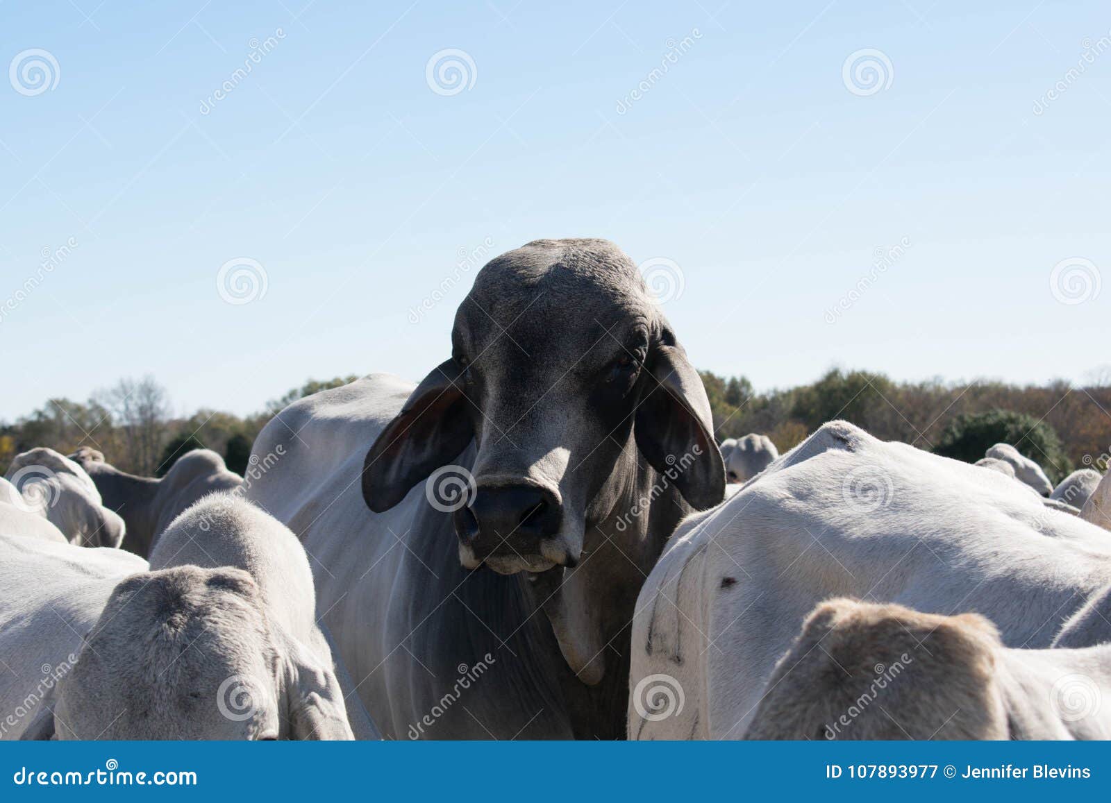 Brahma Bull Close Up stock image. Image of herd, domestic - 107893977
