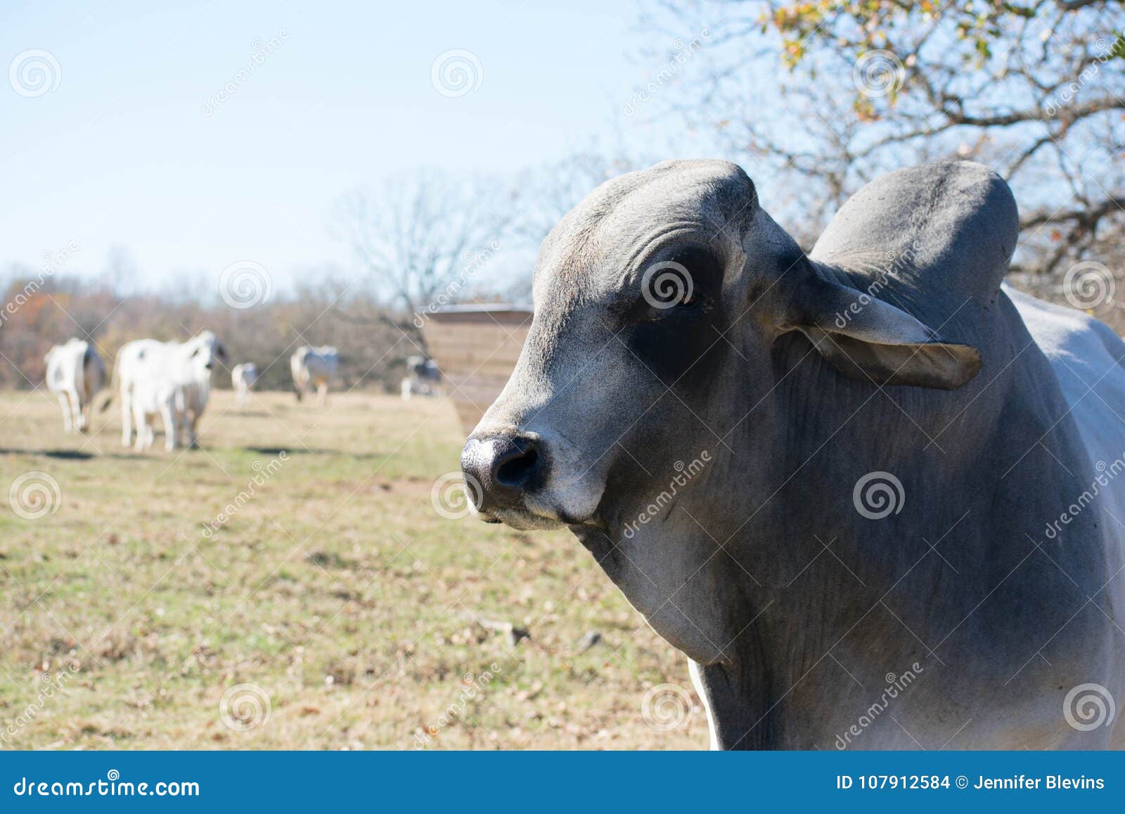 Brahma Bull Close Up stock photo. Image of food, herd - 107912584