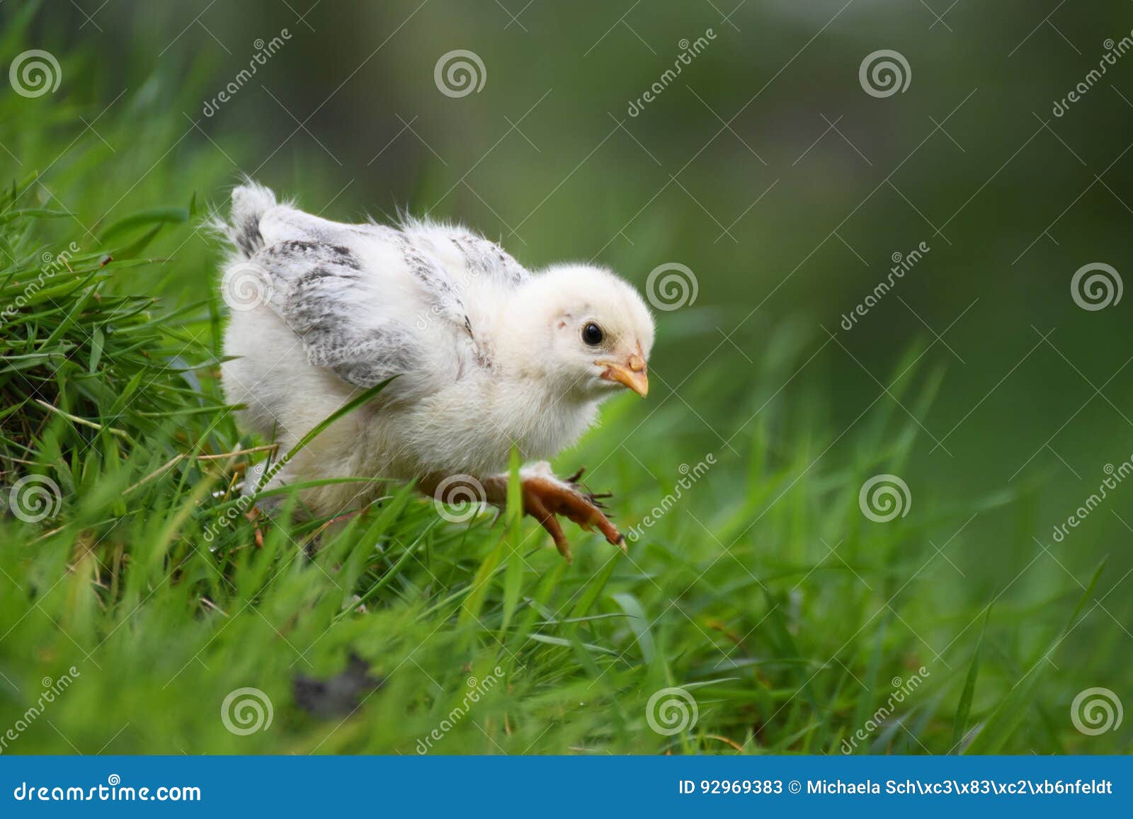 Brahma chick stock image. Image of chick, species, brahma - 92969383
