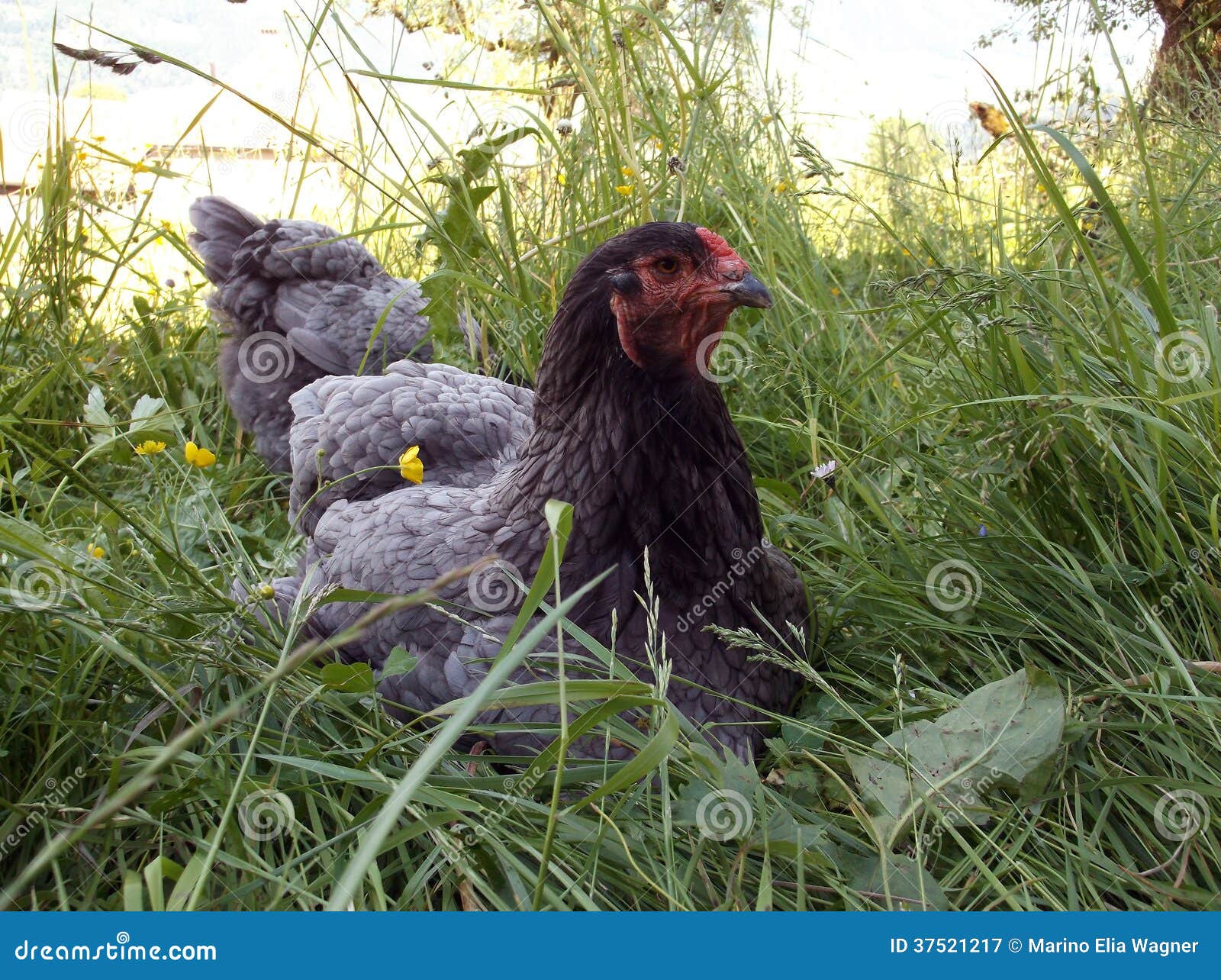 Brahma Chicken, Brahma HÃ¼hner Grey in Natur Stock Image - Image of ...