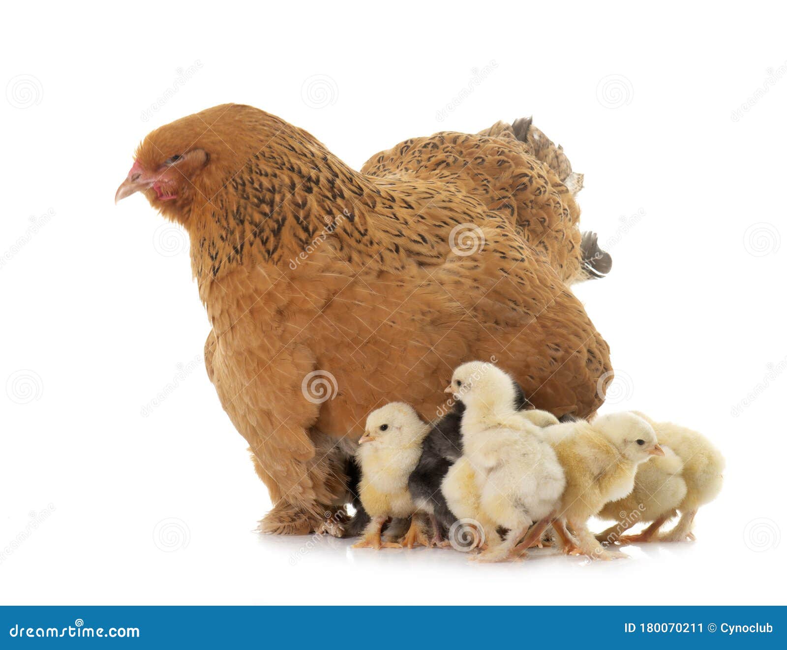 Brahma chicken and chicks stock image. Image of chick - 180070211