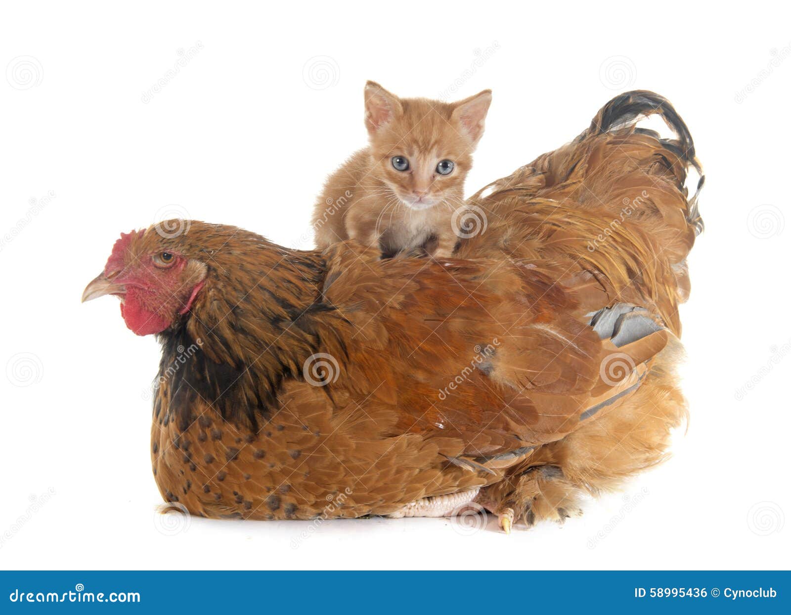 Brahma Chicken And Kitten Royalty-Free Stock Image | CartoonDealer.com ...