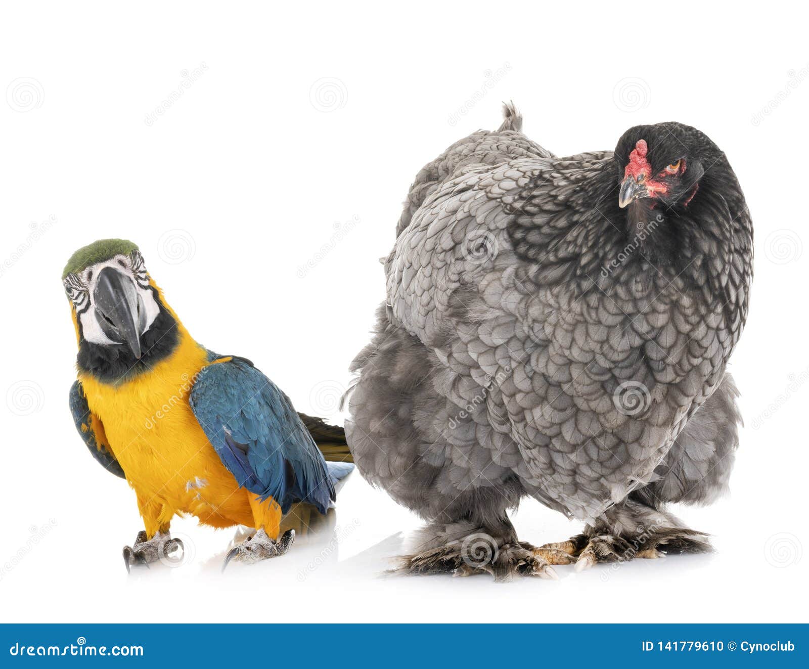 Brahma chicken and parrot stock photo. Image of agriculture - 141779610