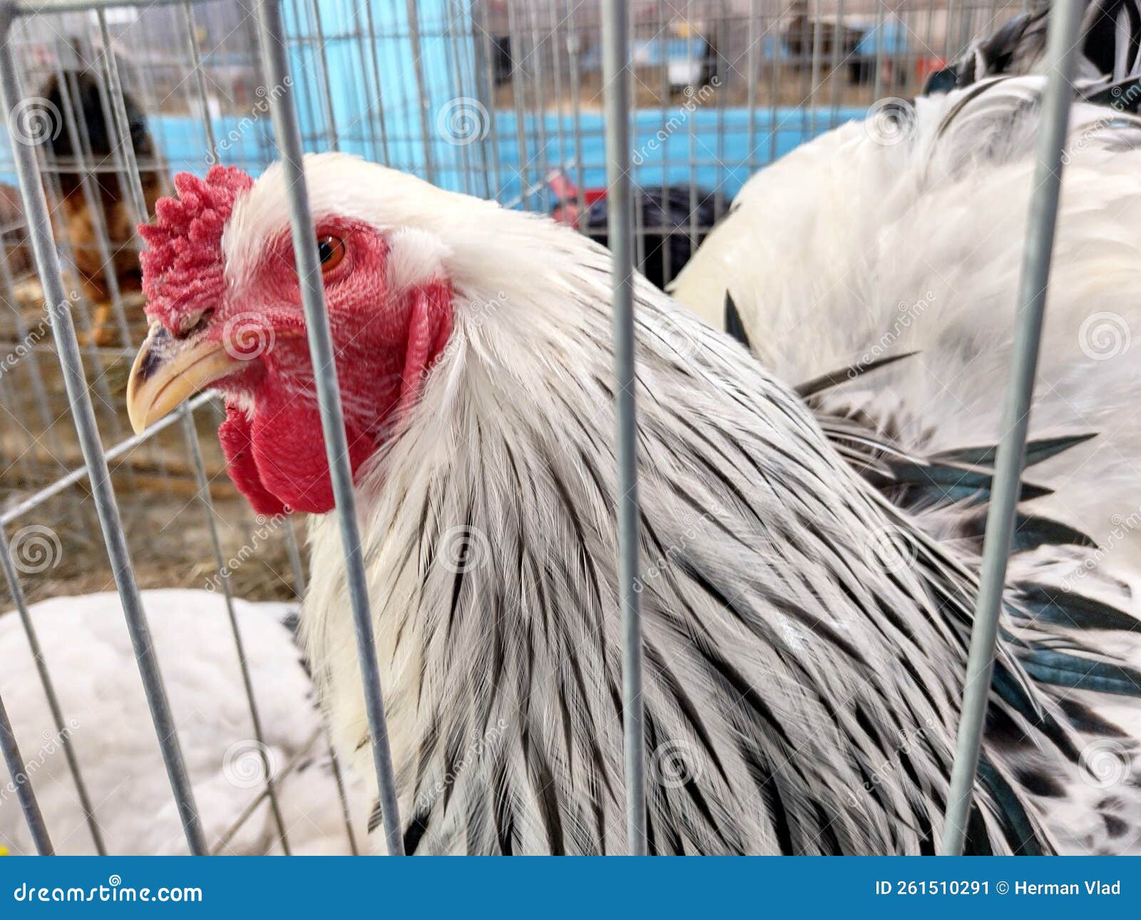 Brahma Chicken on Straw in a Cage Stock Image - Image of animals, straw ...