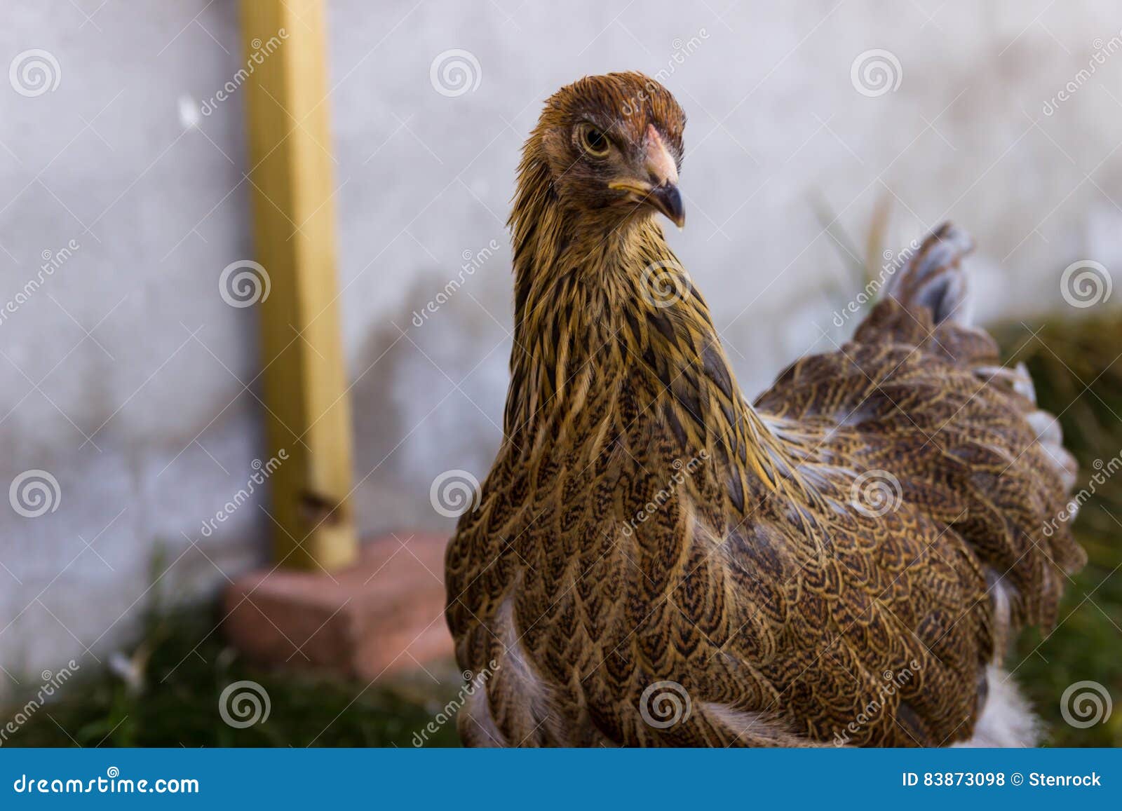 Brahma chicken yellow stock photo. Image of yellow, domesticated - 83873098