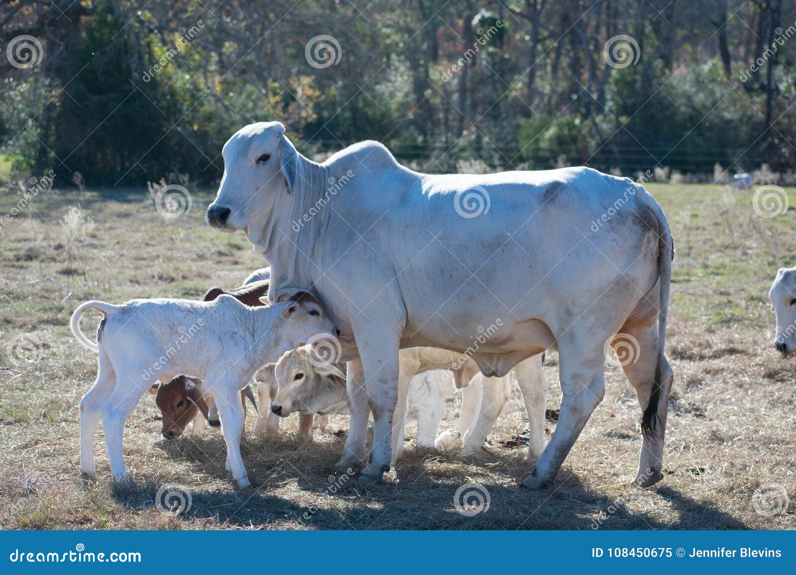 Brahma Cow and Calf Close Up Stock Image - Image of beautiful, hair ...