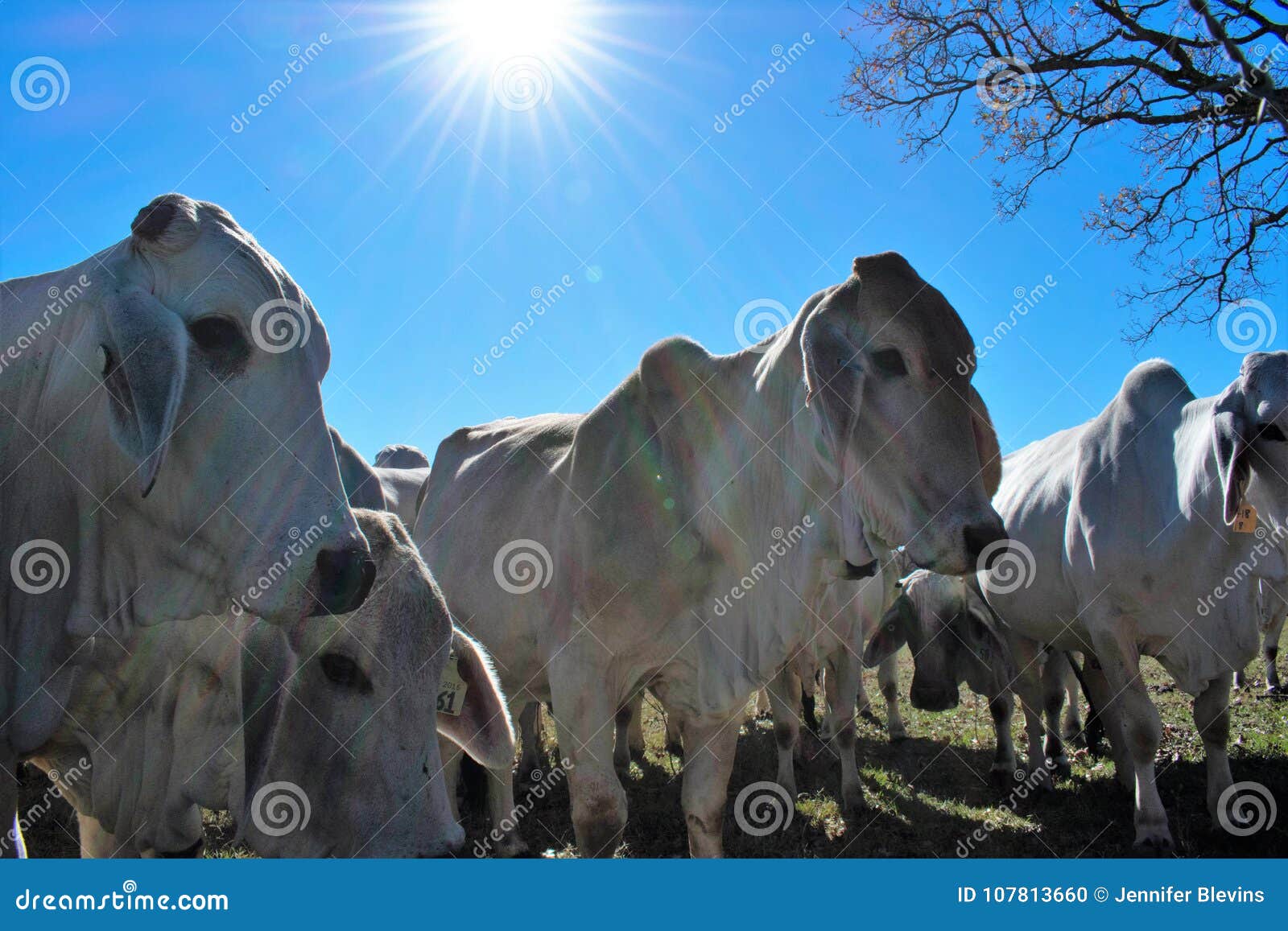 Brahma Cow Close up stock photo. Image of farm, brahma - 107813660