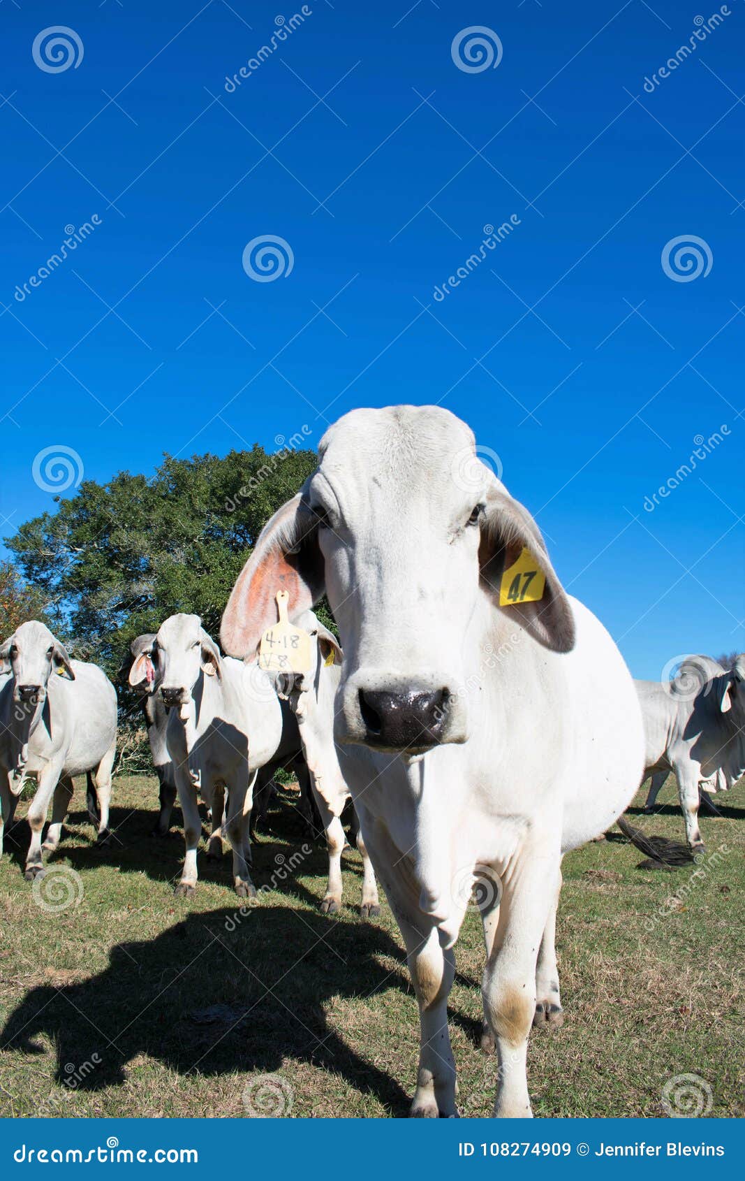 Brahma Cow Close up stock image. Image of beef, beauty - 108274909