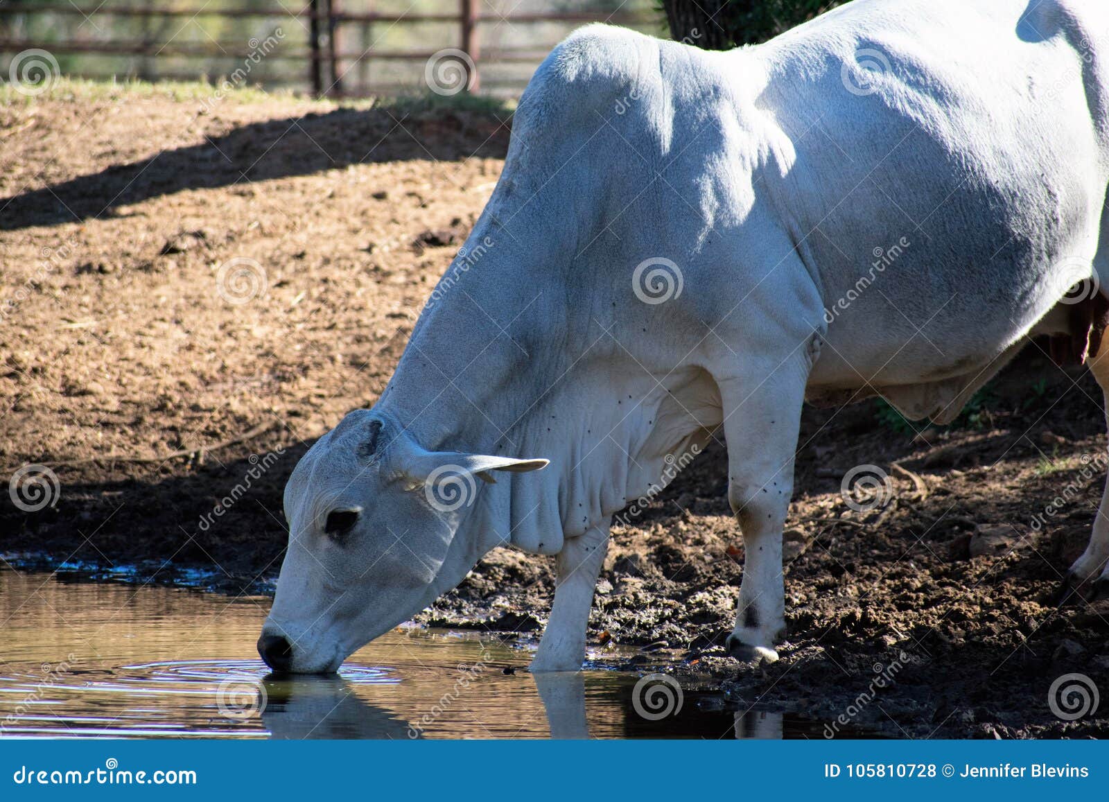 Single Brahma Cow stock photo. Image of elegant, drink - 105810728