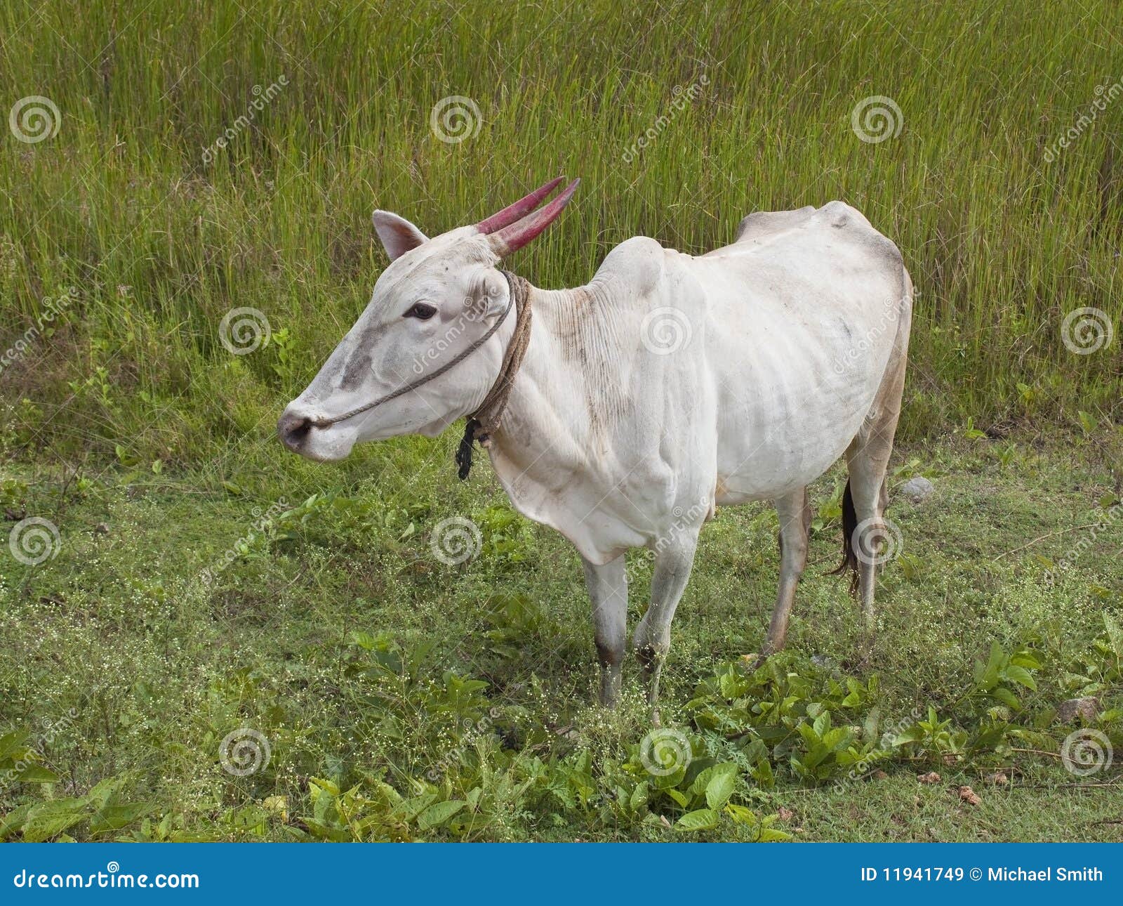 Brahma cow in india stock image. Image of green, animal - 11941749