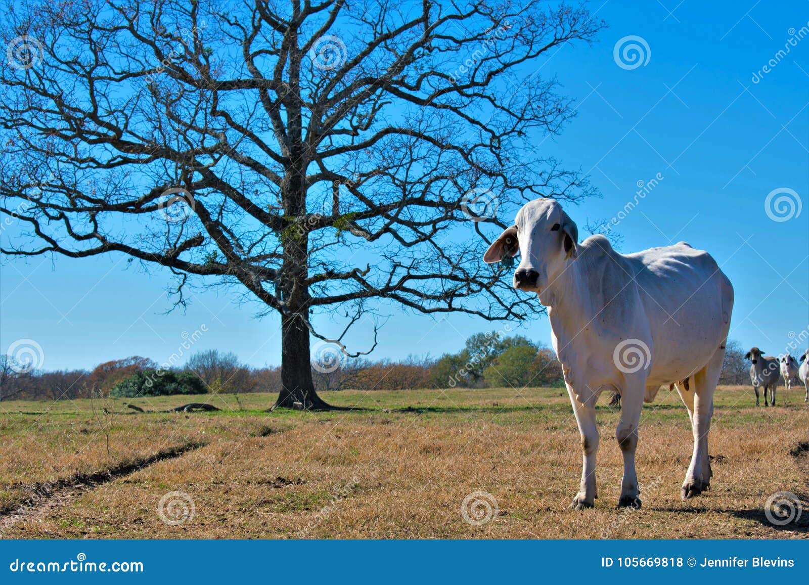Brahma Cow Portrait stock photo. Image of animals, bull - 105669818