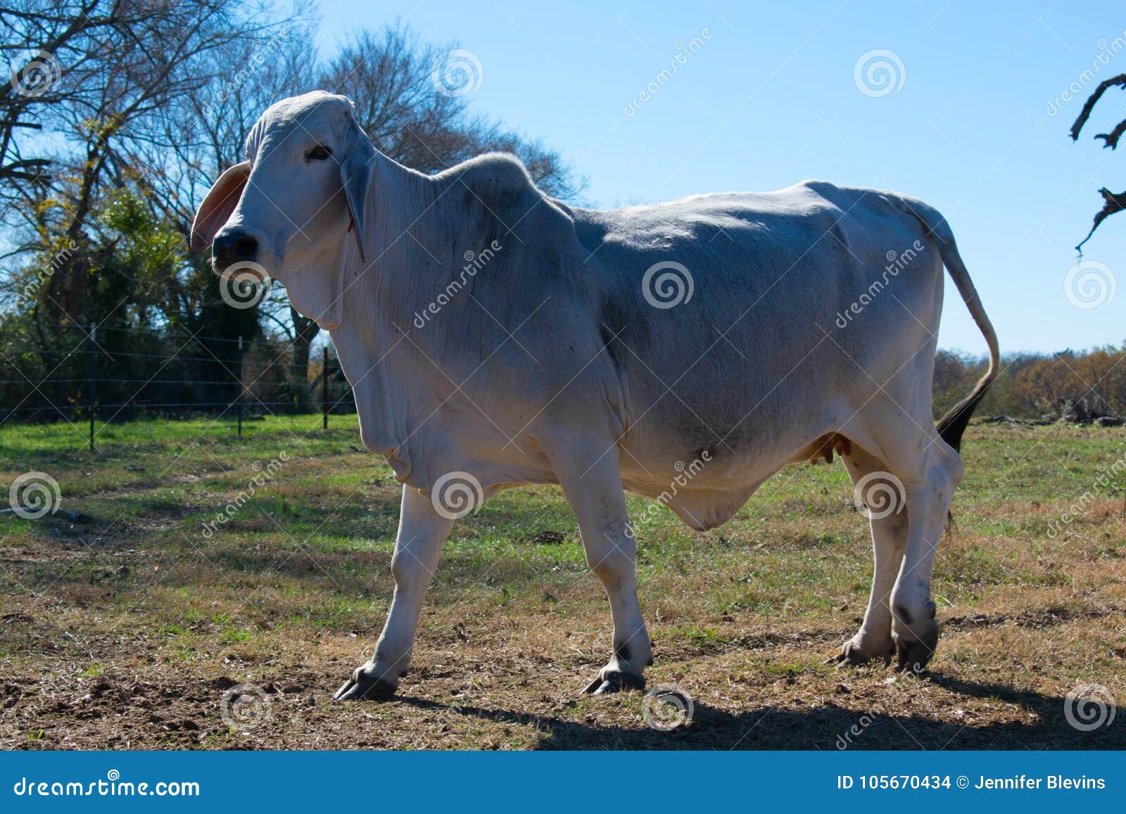 Brahma Cow Portrait stock photo. Image of domestic, hair - 105670434