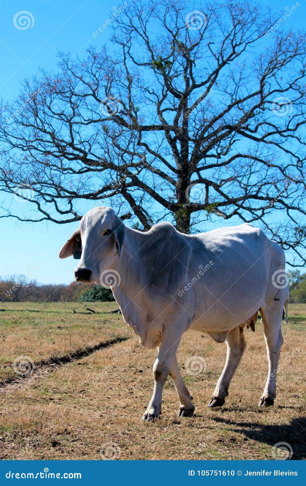 Brahma Cow Portrait stock photo. Image of green, bull - 105751610