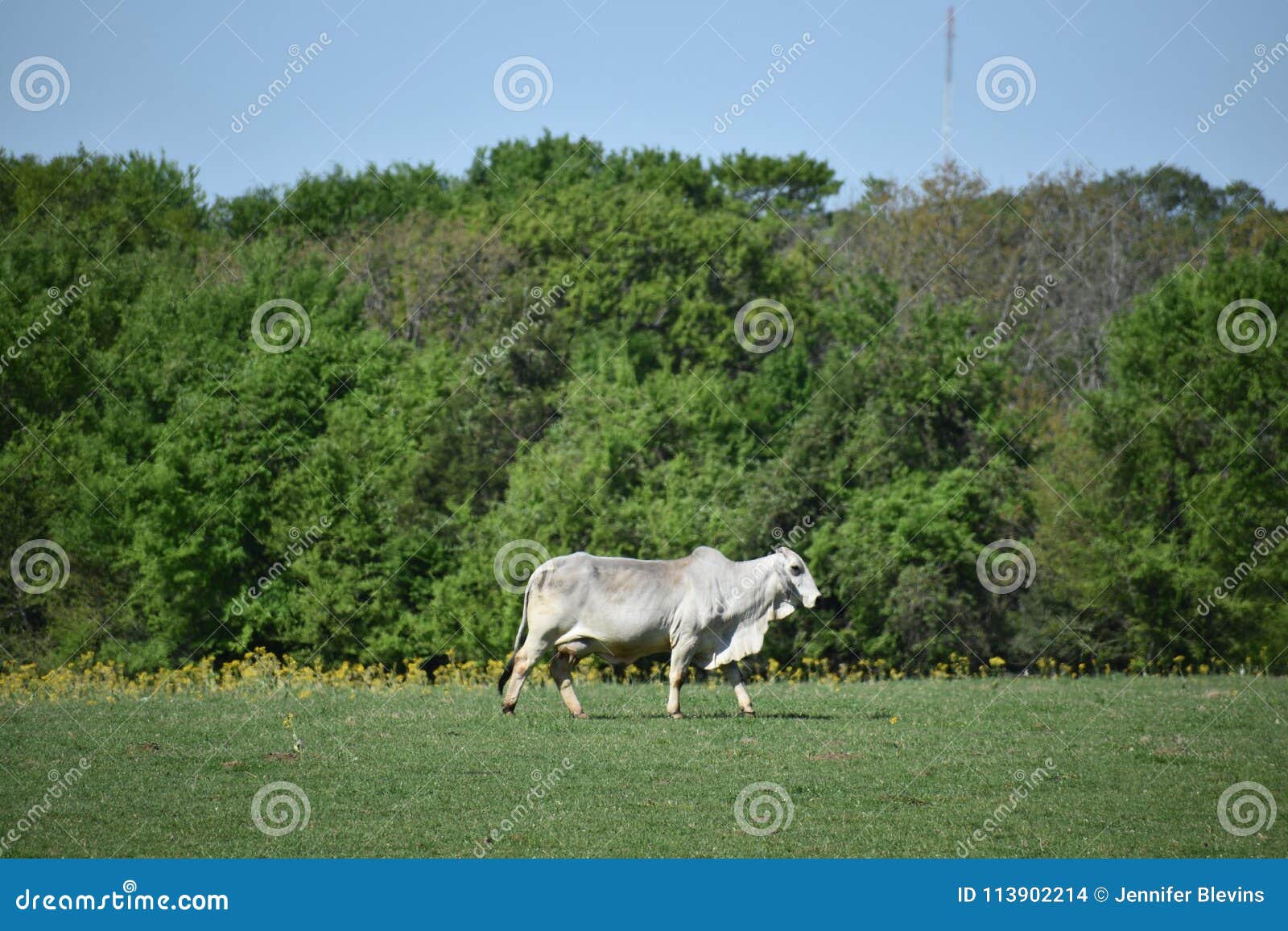 Brahma Cow in an Open Field Stock Photo - Image of green, elegant ...