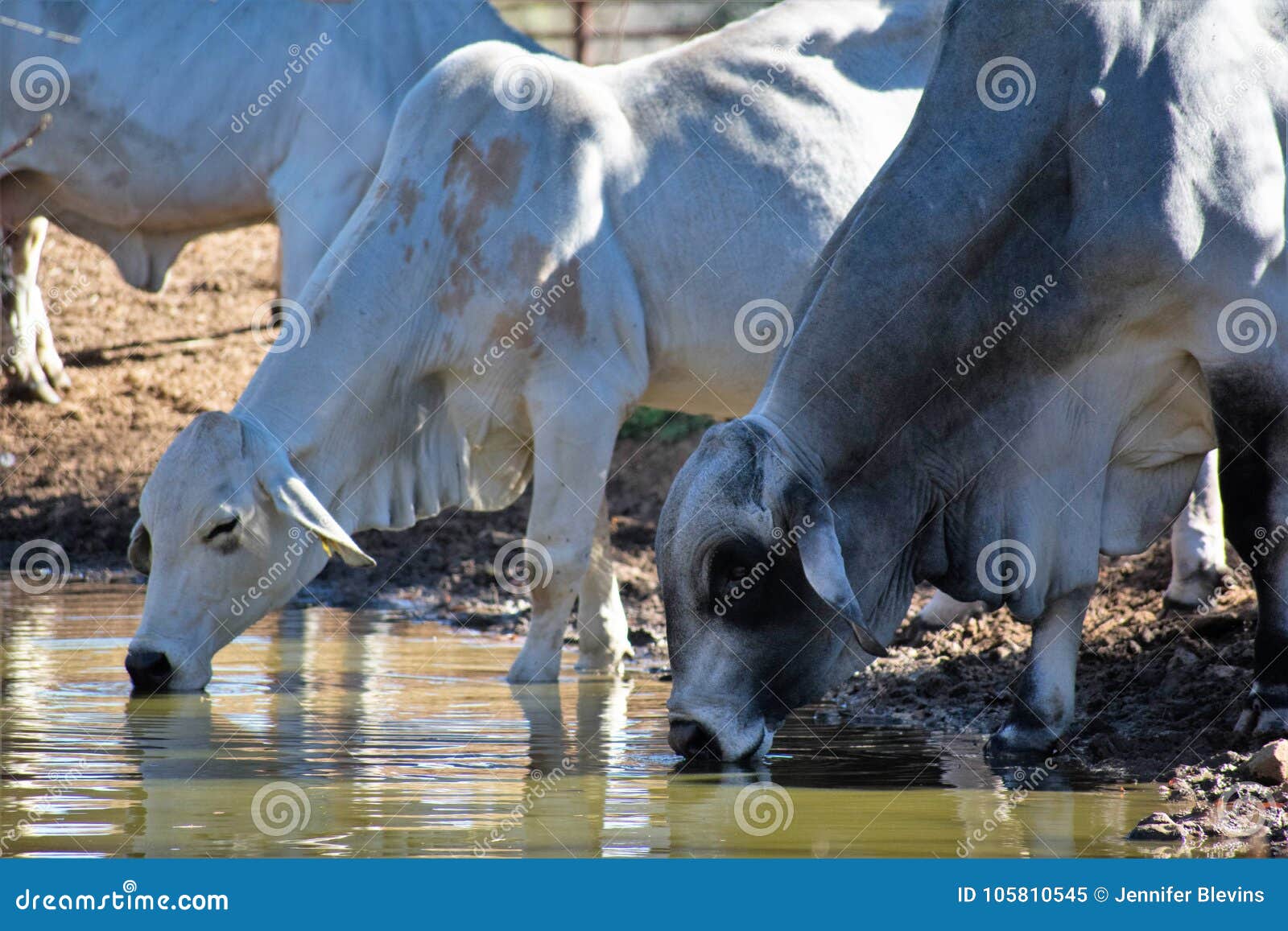 Brahma Cows Drinking stock image. Image of brown, branch - 105810545