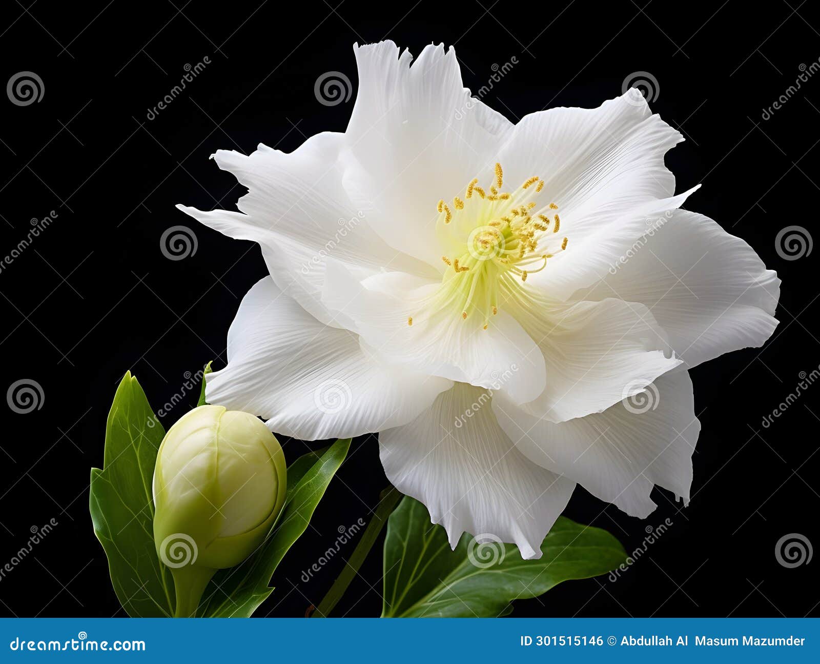 Brahma Flower in Studio Background, Single Brahma Flower, Beautiful ...